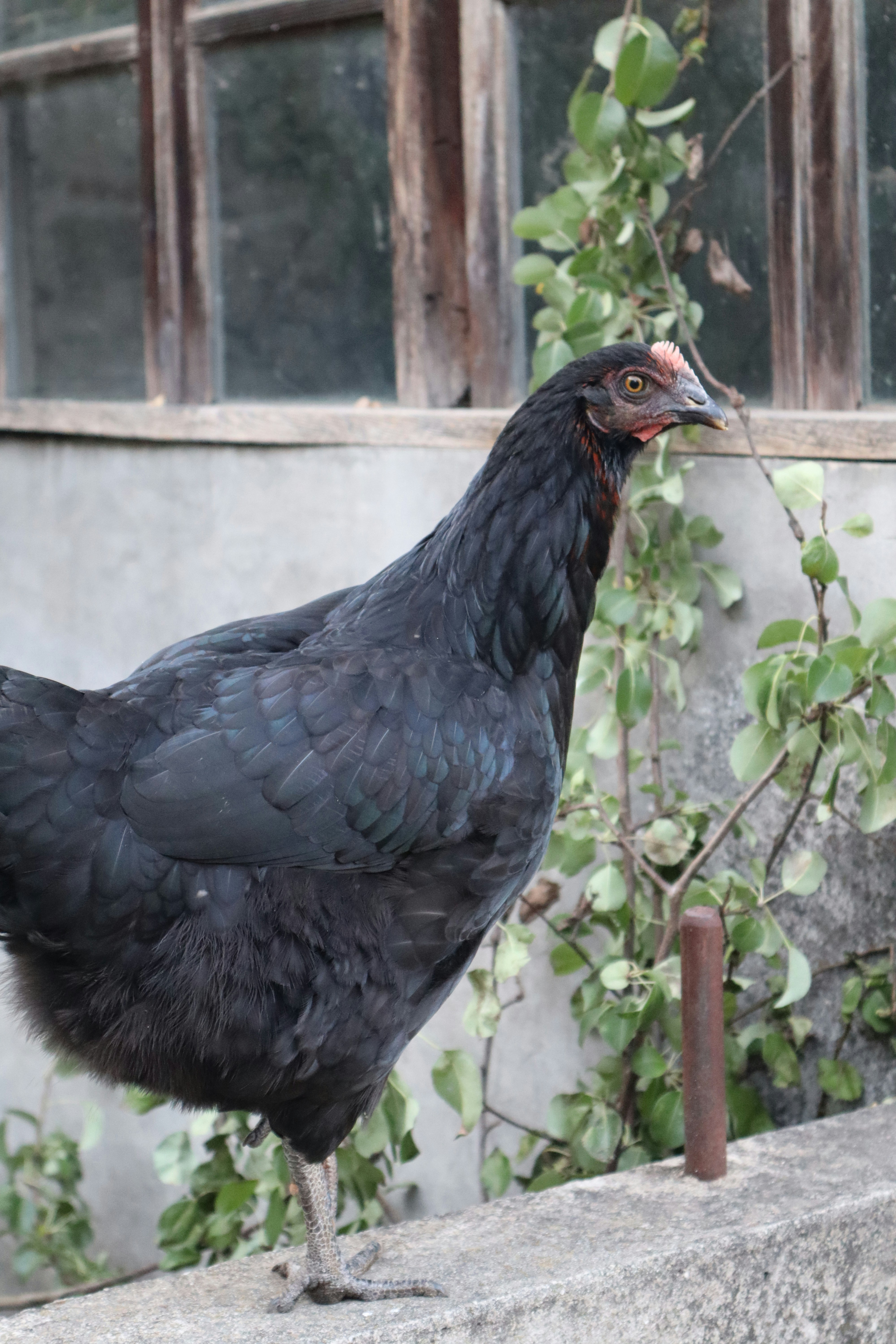 A black chicken standing on a ledge next to a window photo – Free ...