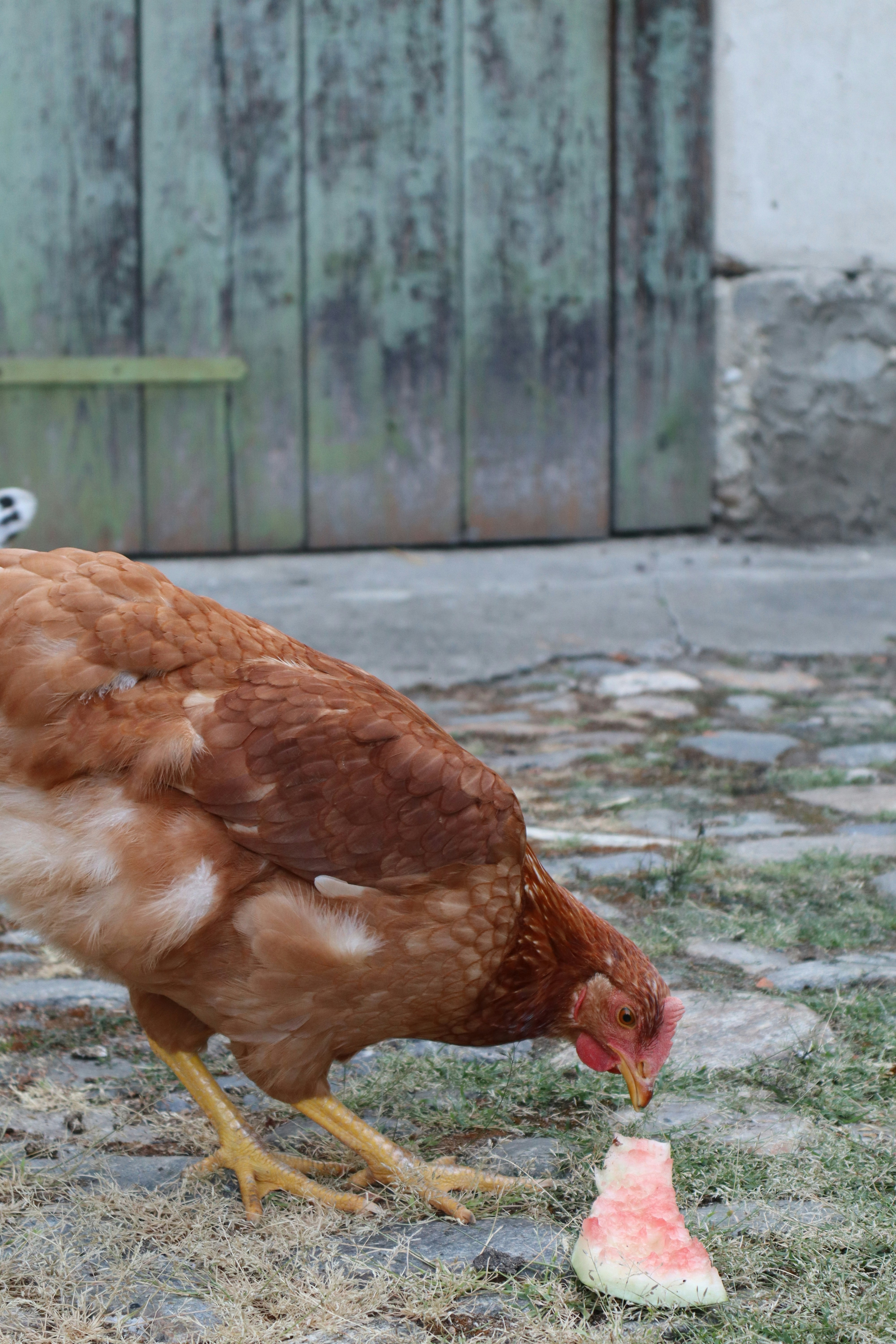 Red Hen at Ground Level: A Bite of Summer Watermelon