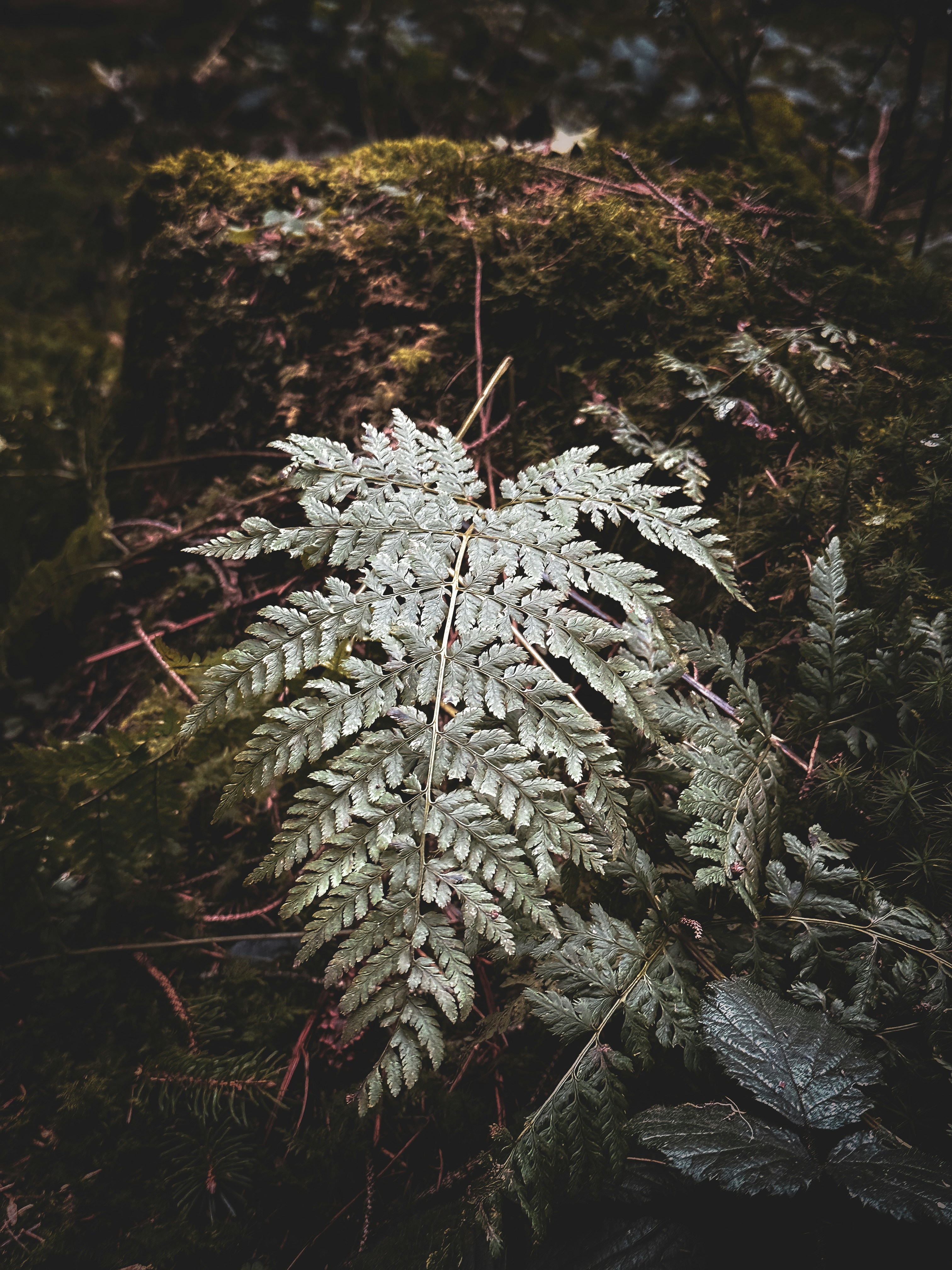Delicate Fern Fronds in a Mossy Forest Understory