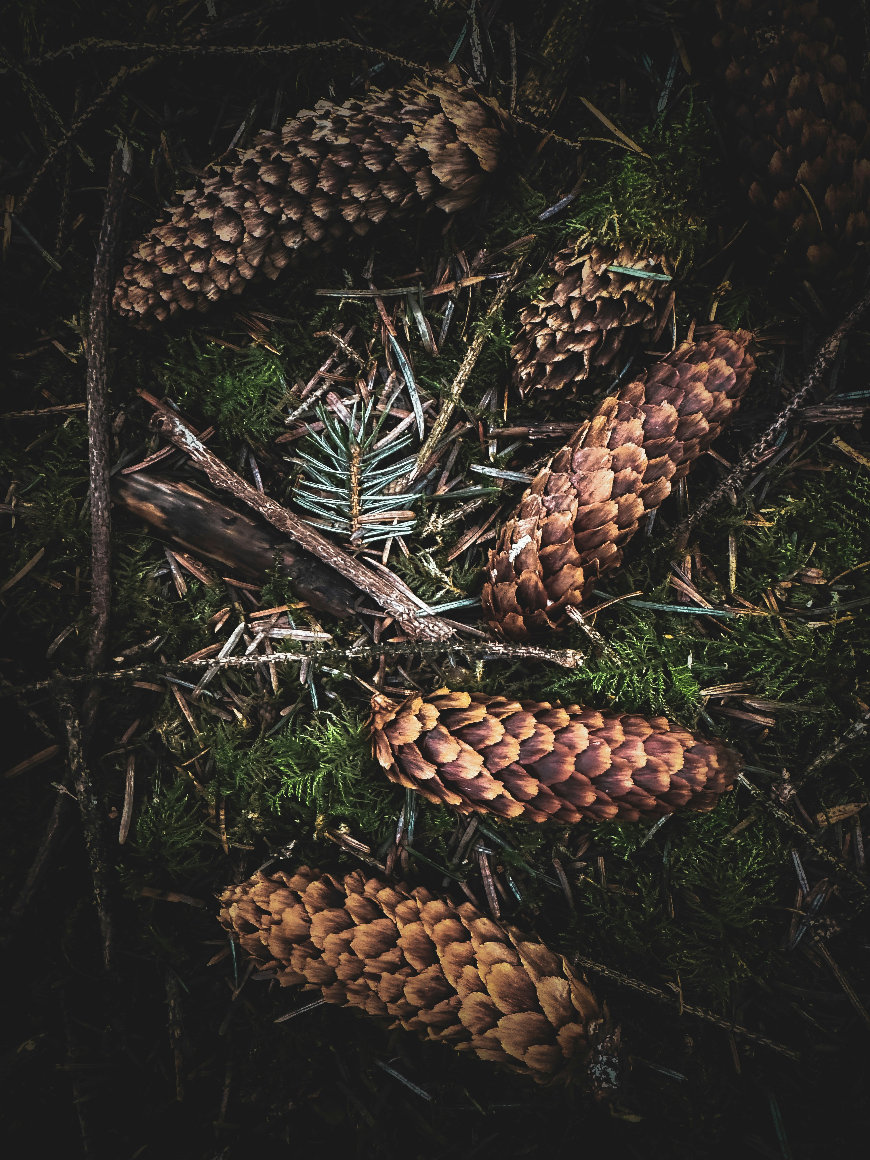 Midnight Pinecone Mosaic: A Textured Close-Up on the Forest Floor