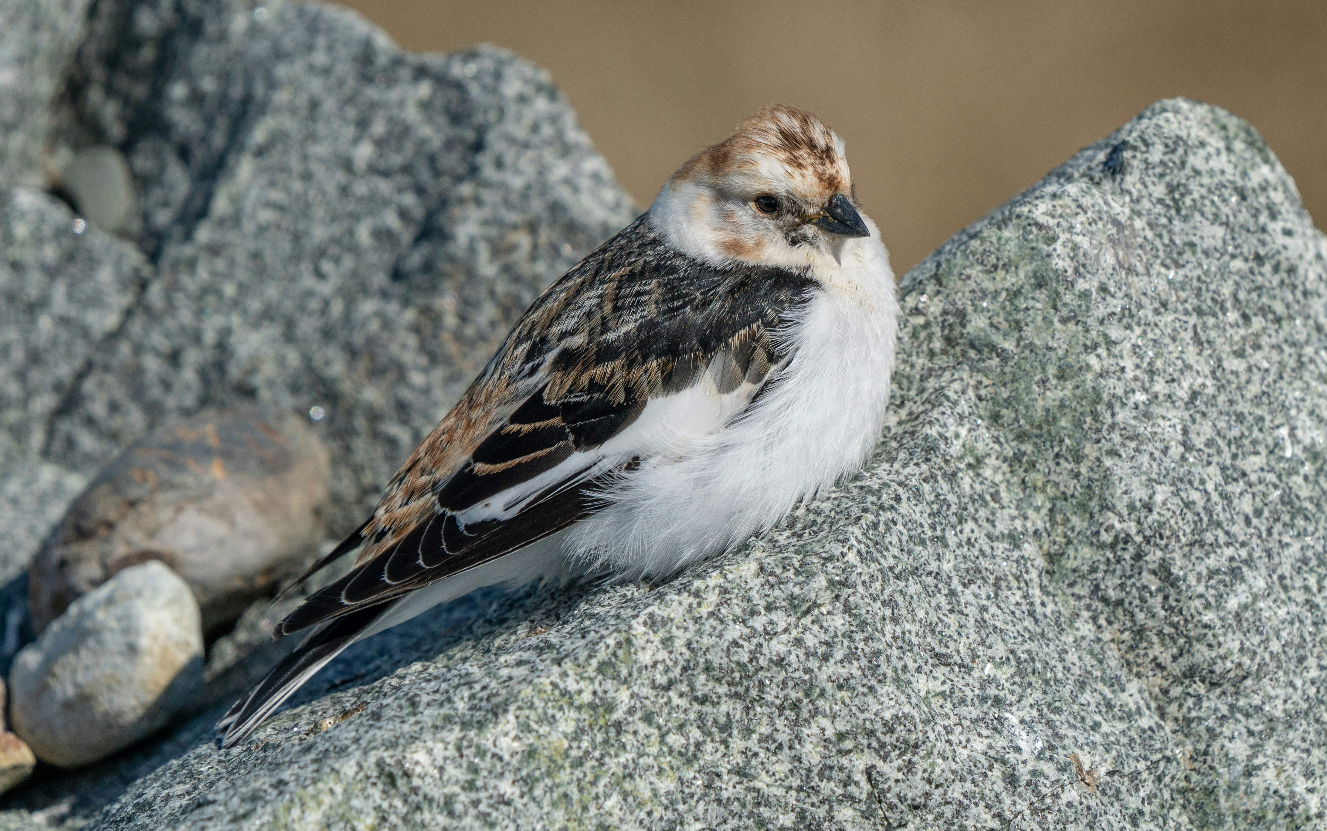 a bird sitting on top of a large rock