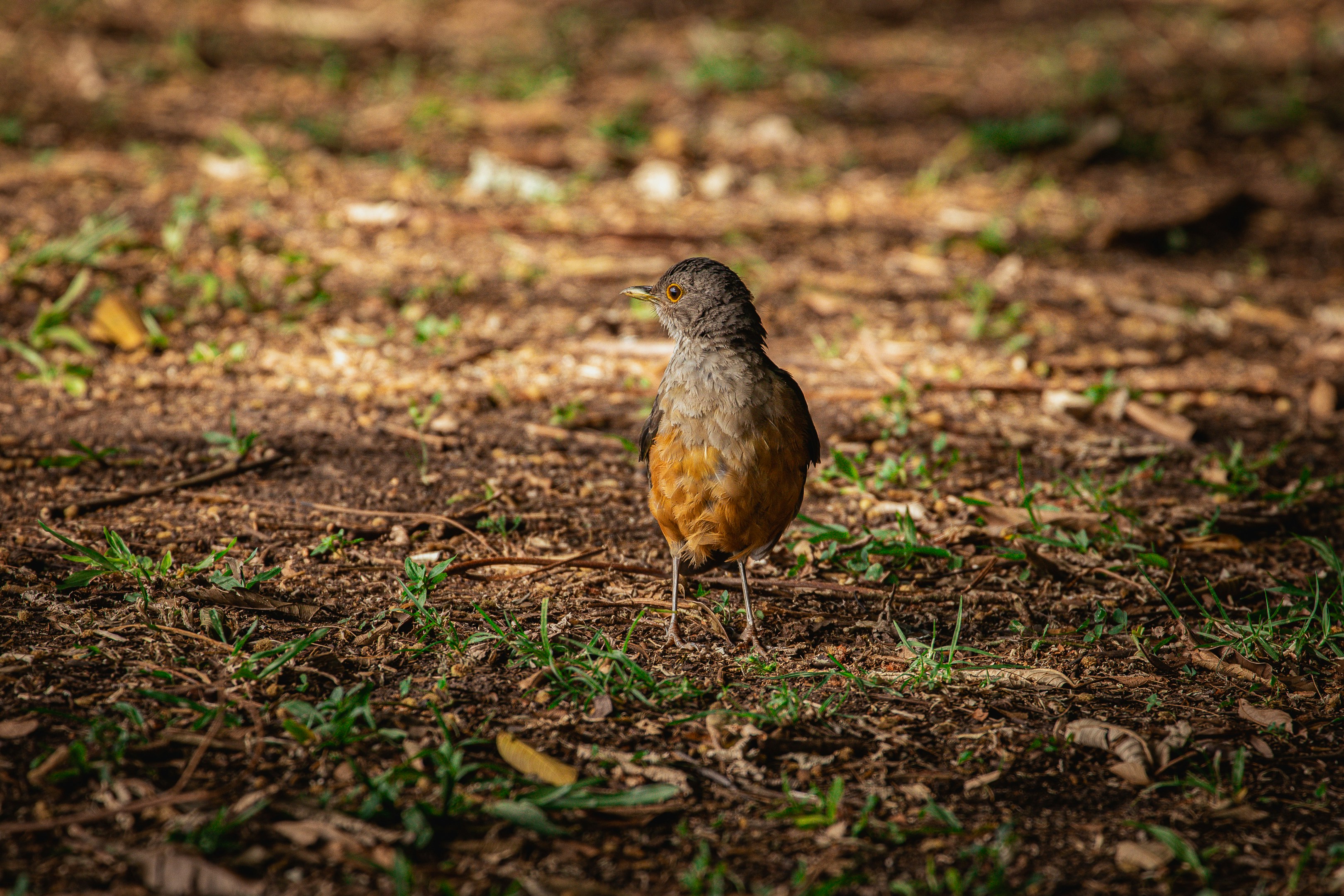Um pequeno pássaro em pé em cima de um campo coberto de grama foto ...