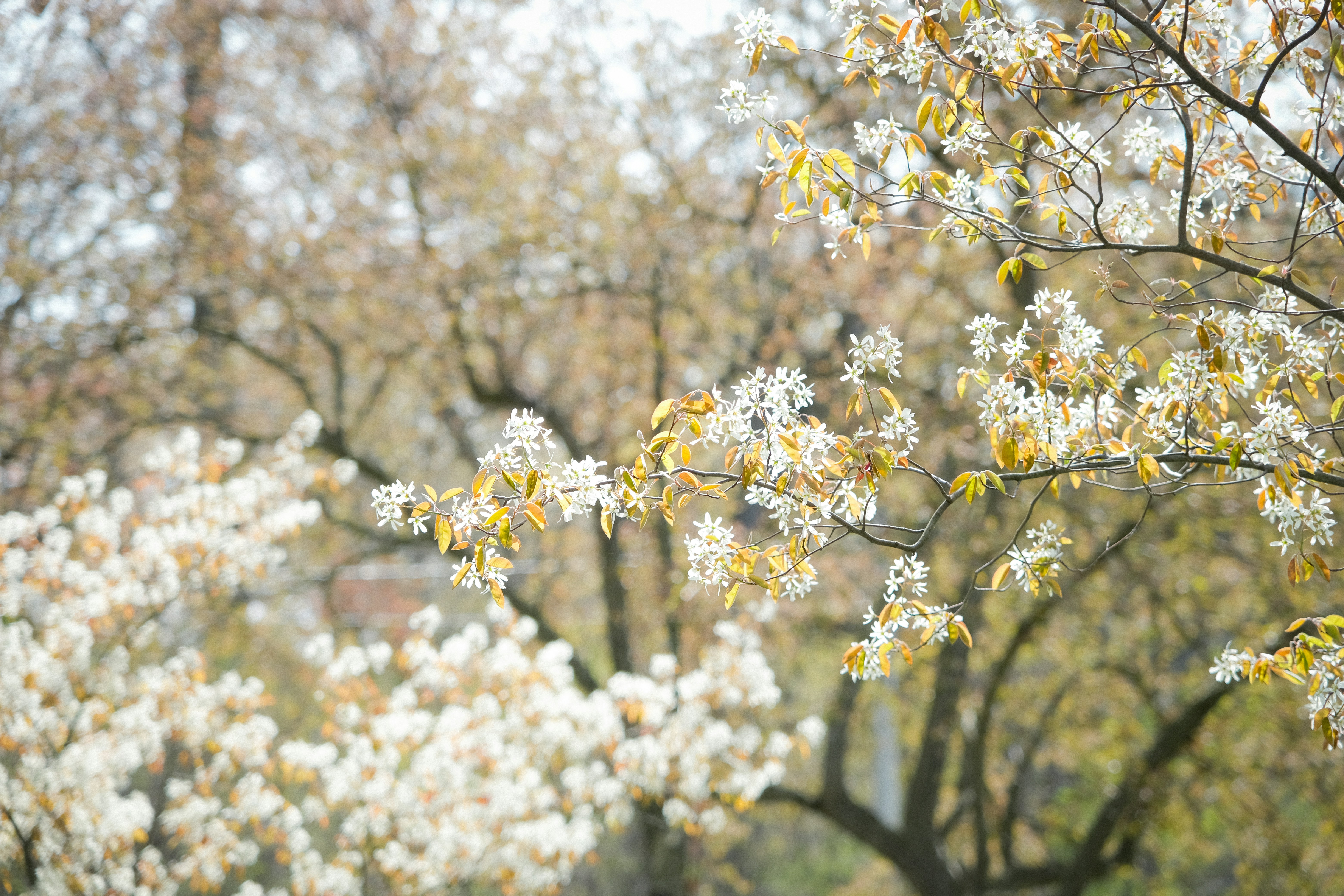 Sunlit Lace: White blossoms thread through a quiet spring canopy