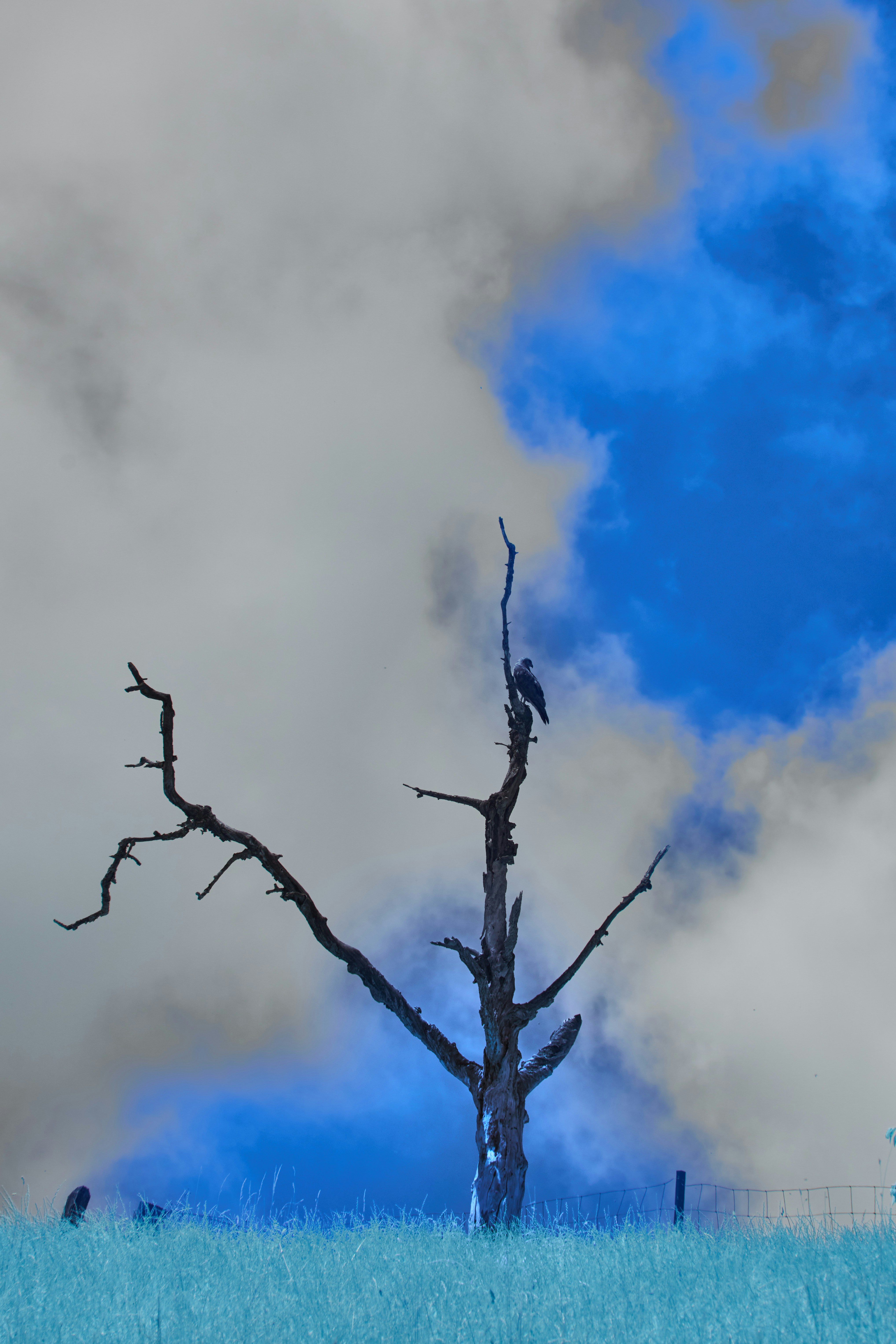 Photo by Wolfgang Hasselmann with Sony Alpha 7 IV