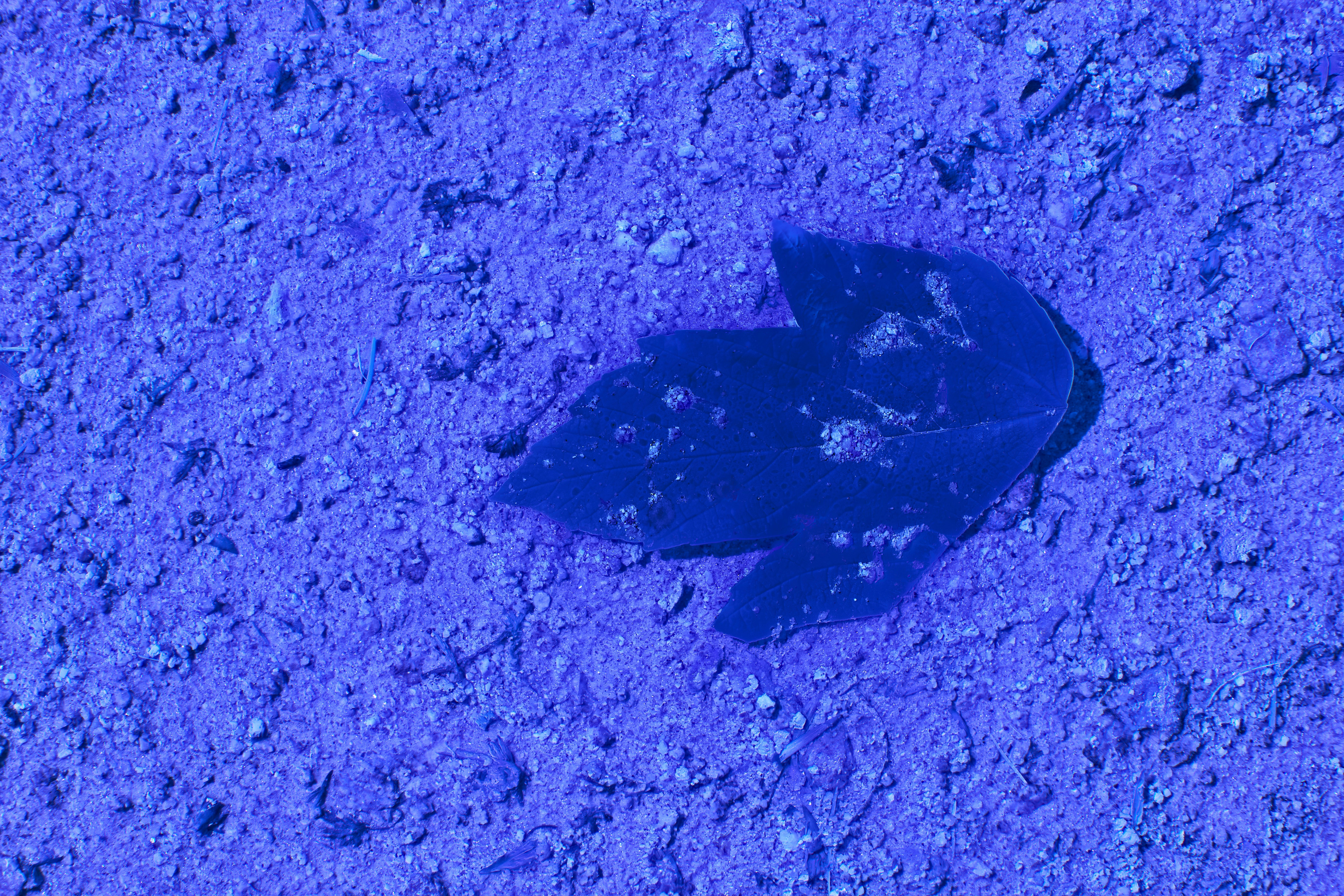 Azure Silhouette: Leaf Resting on Cobalt-Grained Ground
