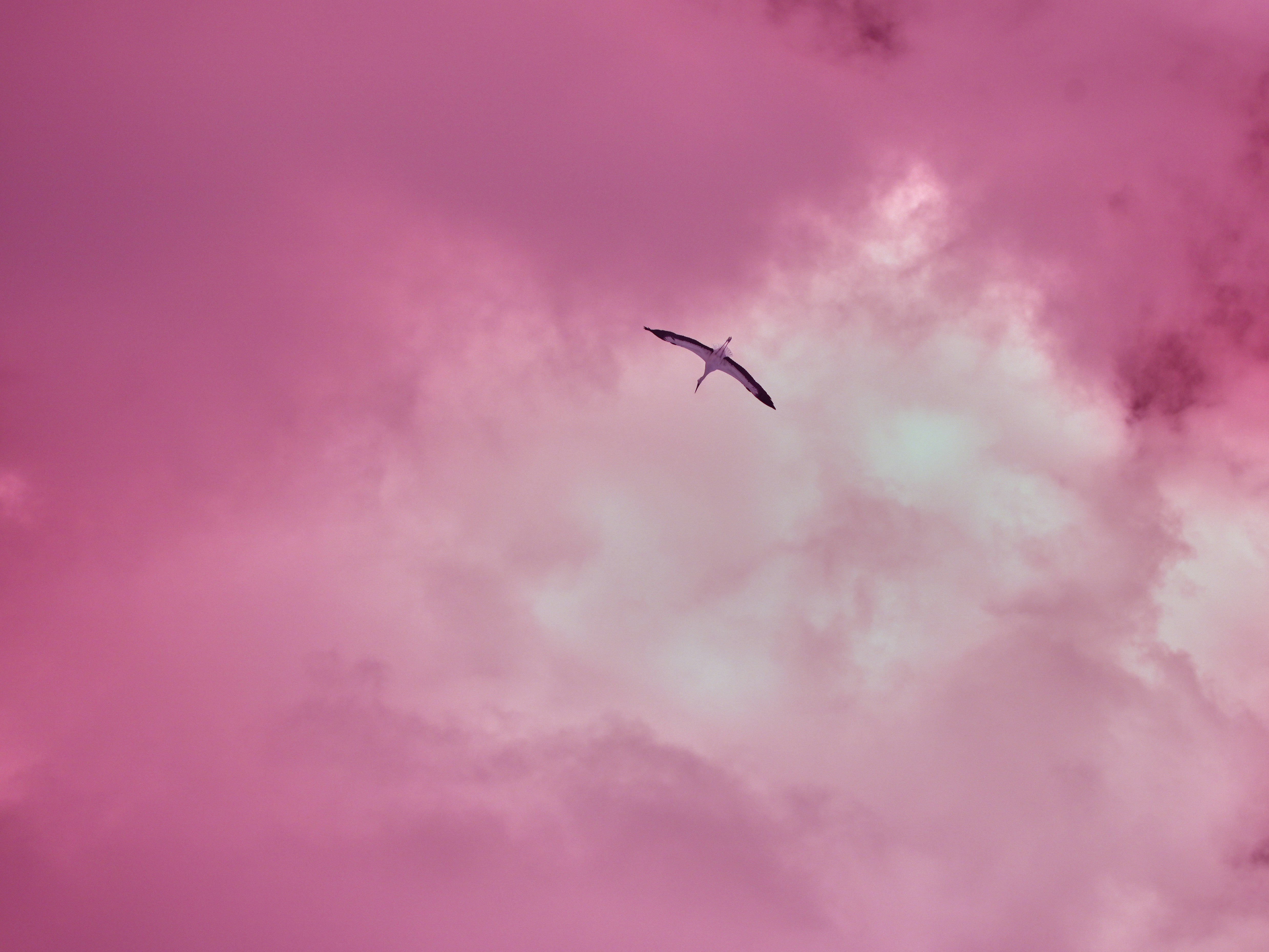 Photo by Wolfgang Hasselmann with Sony Alpha 7 IV