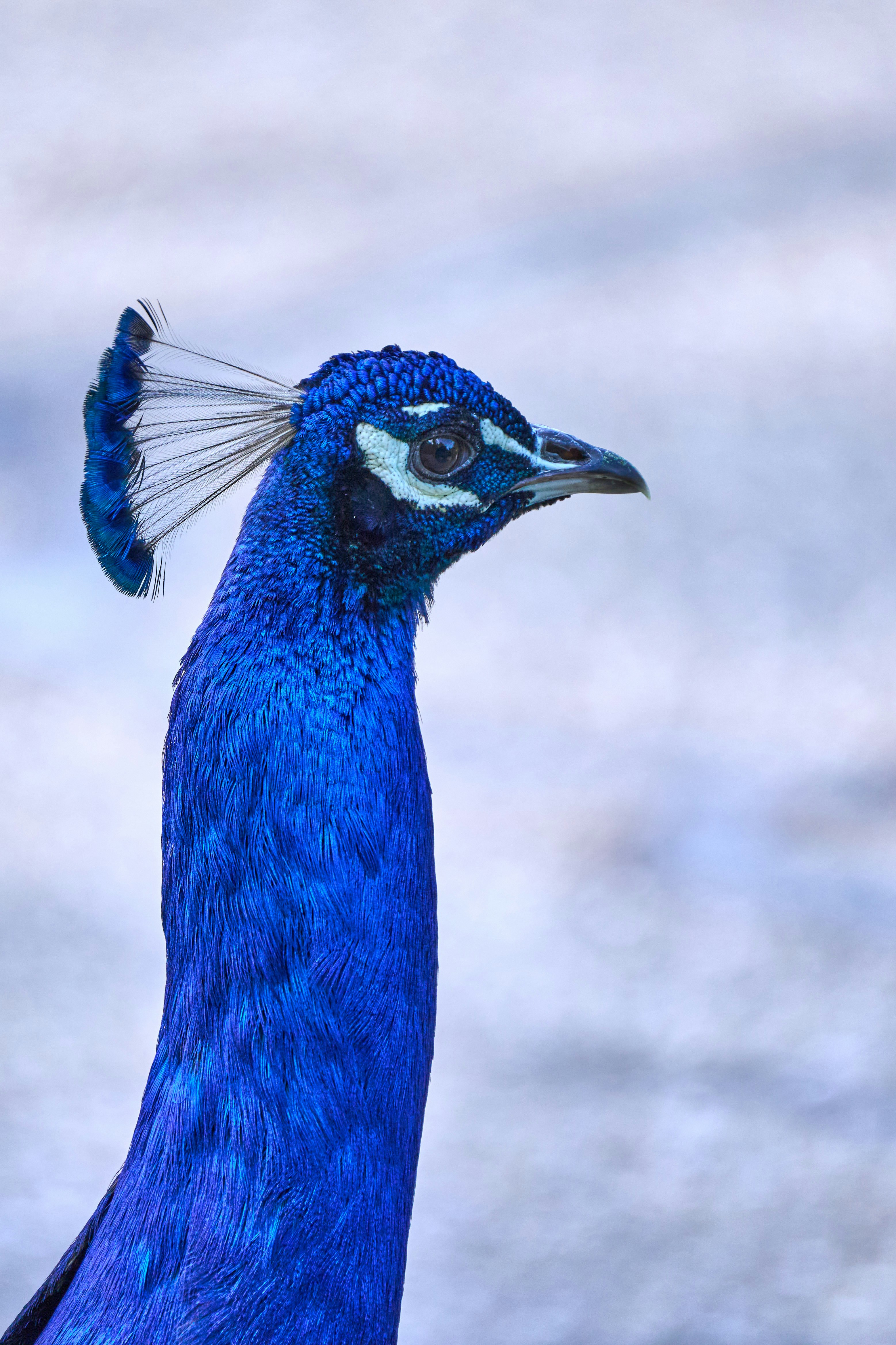 Cobalt Crown: A Peacock's Sharp Blue Profile Against a Soft Sky