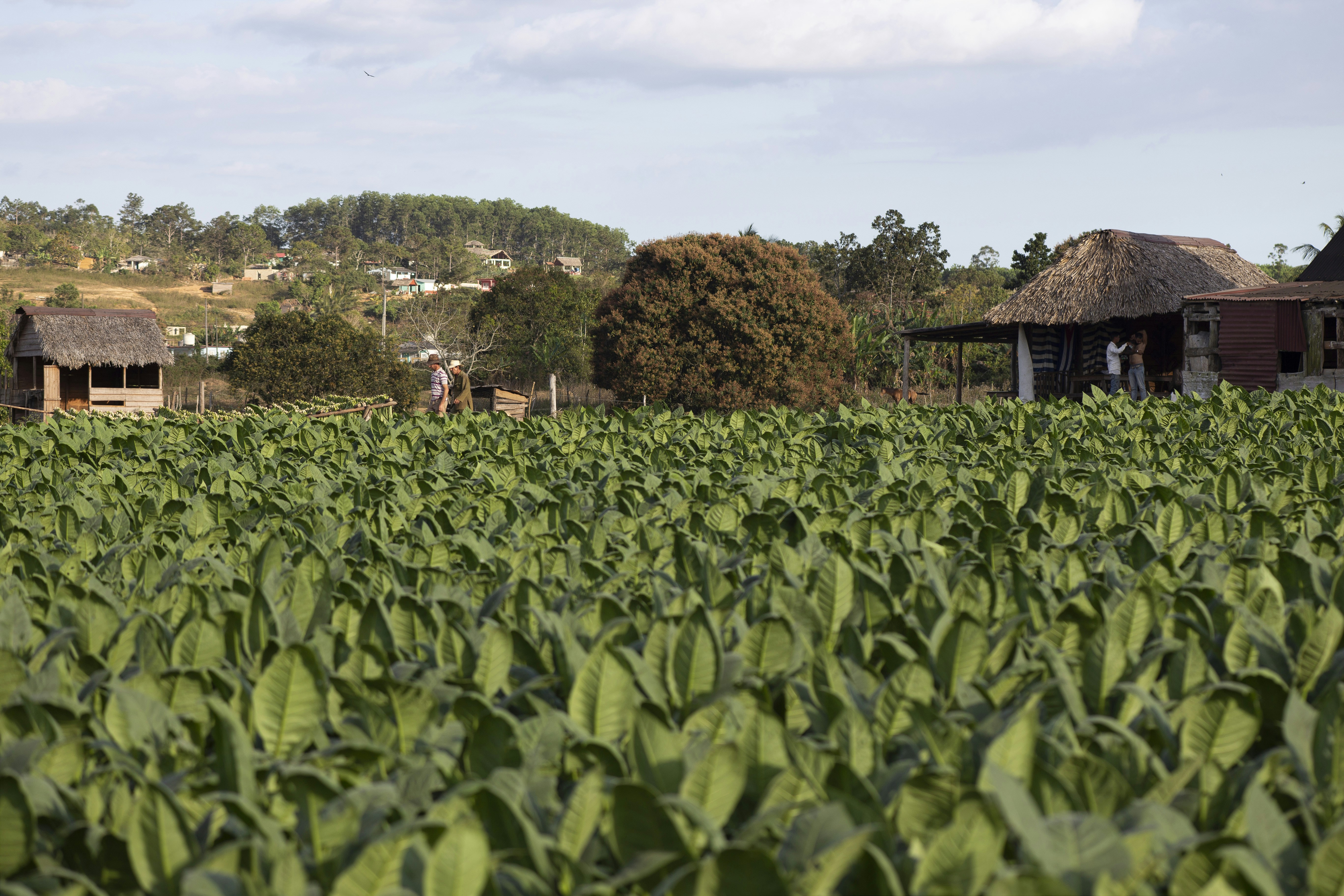 Vast tobacco field with lush green leaves under a blue sky, featuring rustic huts and farmers tending to the crop in the background.