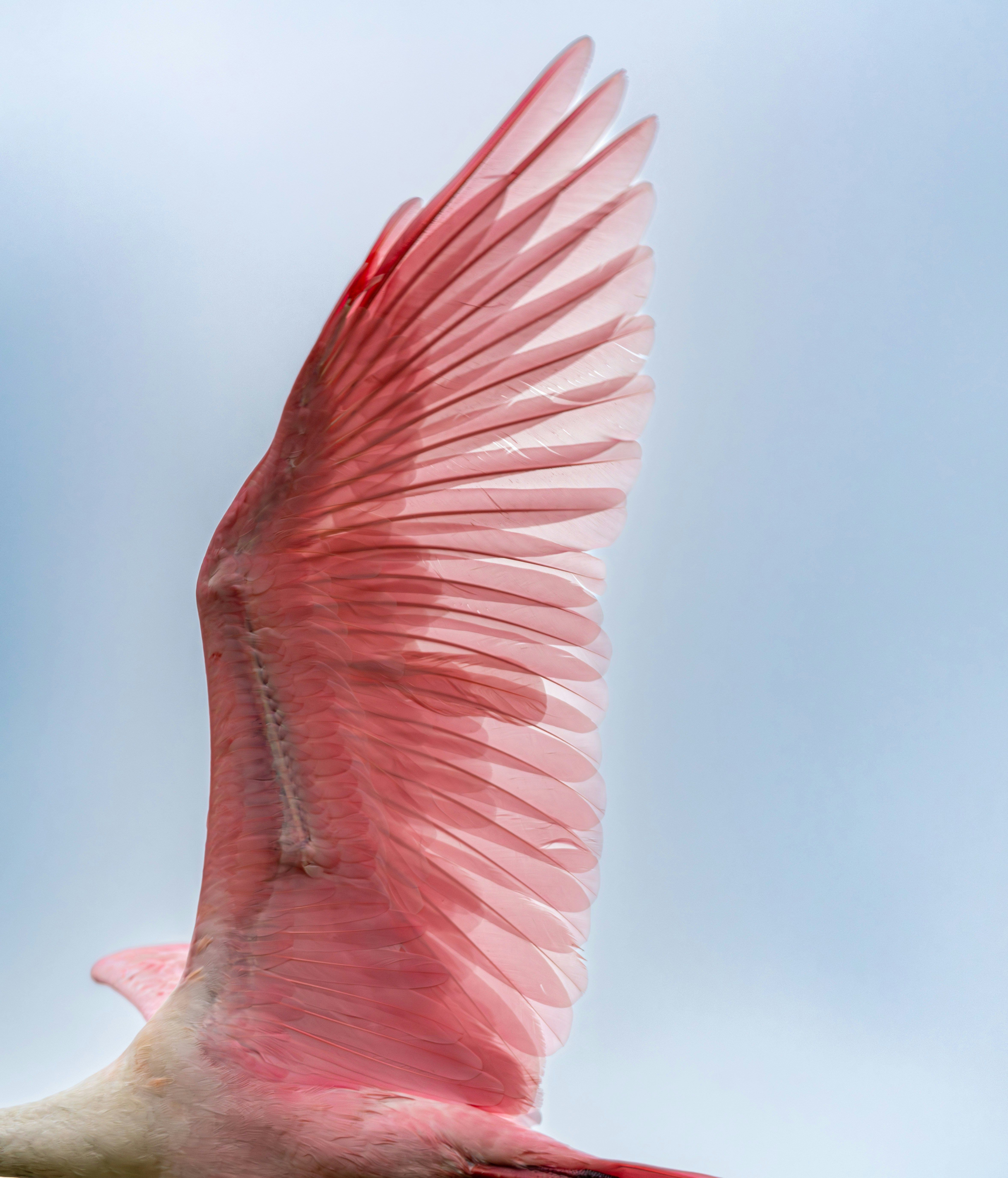 Un pájaro rosa y blanco volando a través de un cielo azul foto – Imagen ...