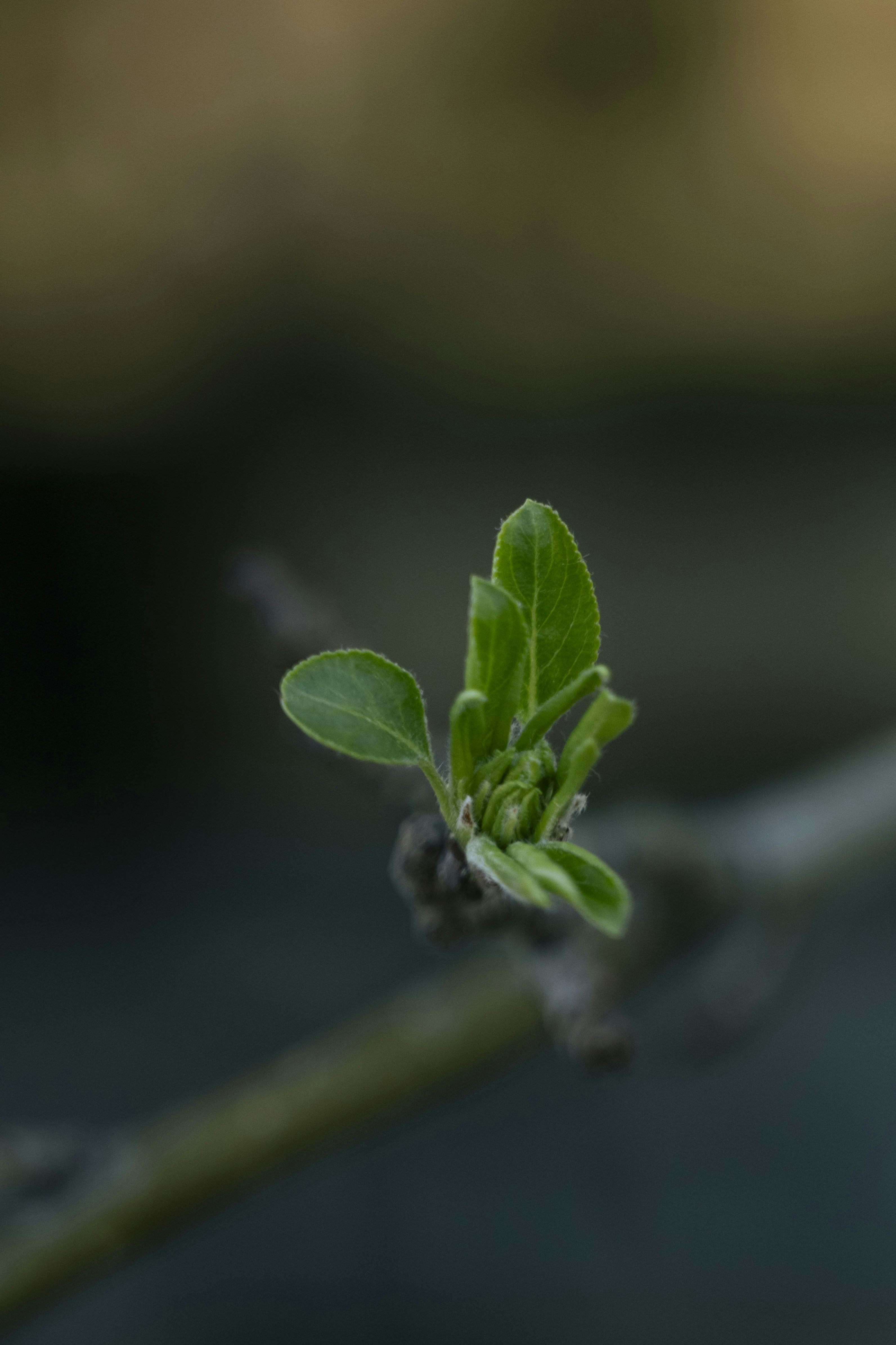 Photo by Anas Mohamed with Nikon Z7