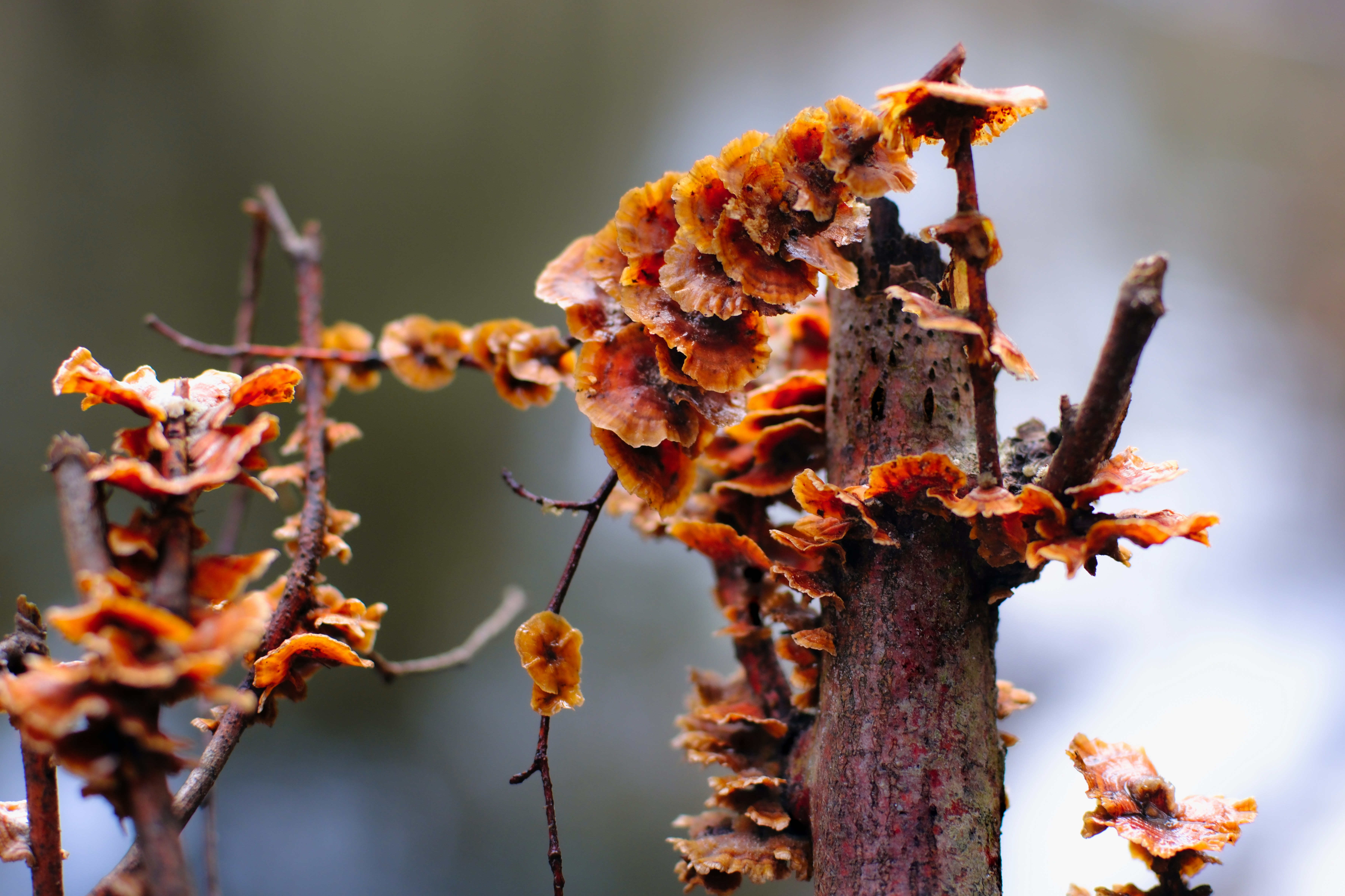 Orange Bracket Fungi Adorn a Frosted Branch