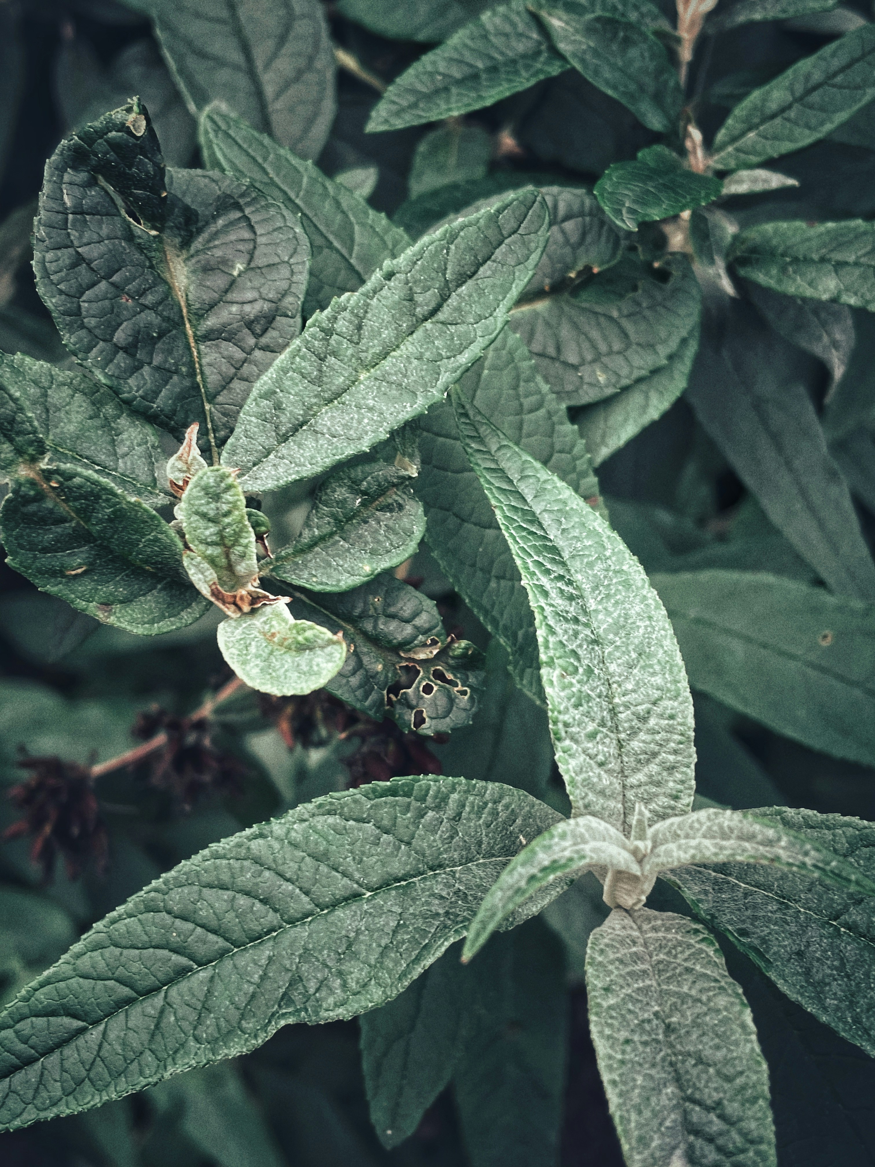 Close-up of green leaves with textured surfaces, displaying intricate patterns.