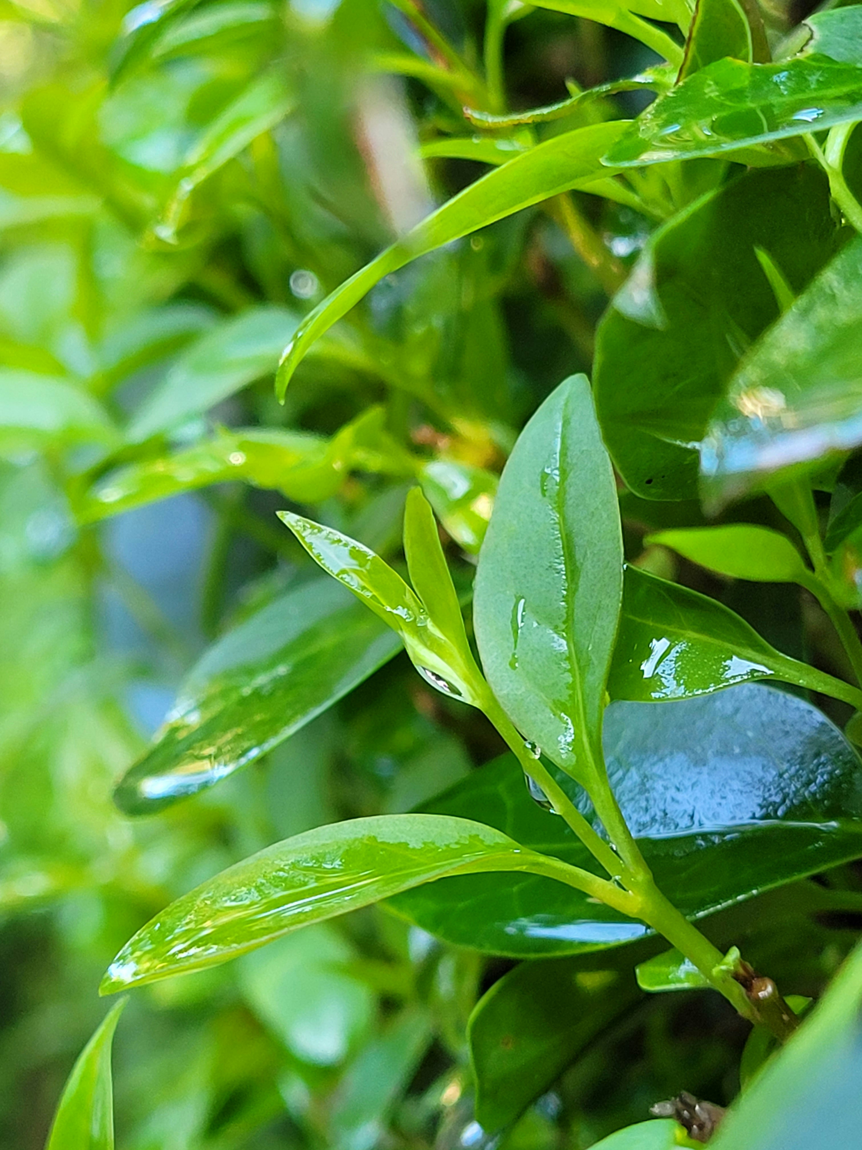 Emerald dreams in sunlight kissed,