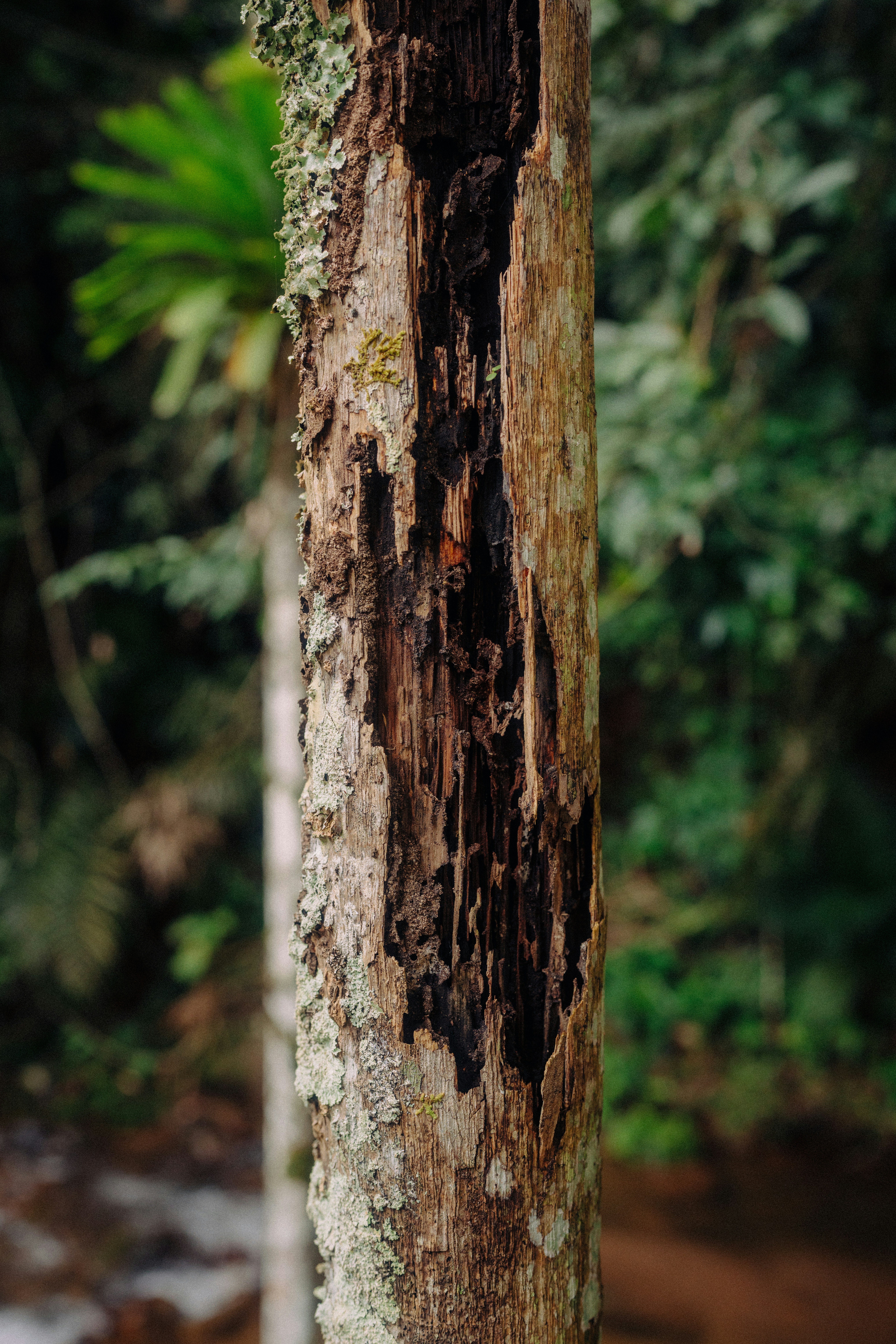 Timeworn Trunk: Moss-Cracked Bark in a Quiet Rainforest Glade