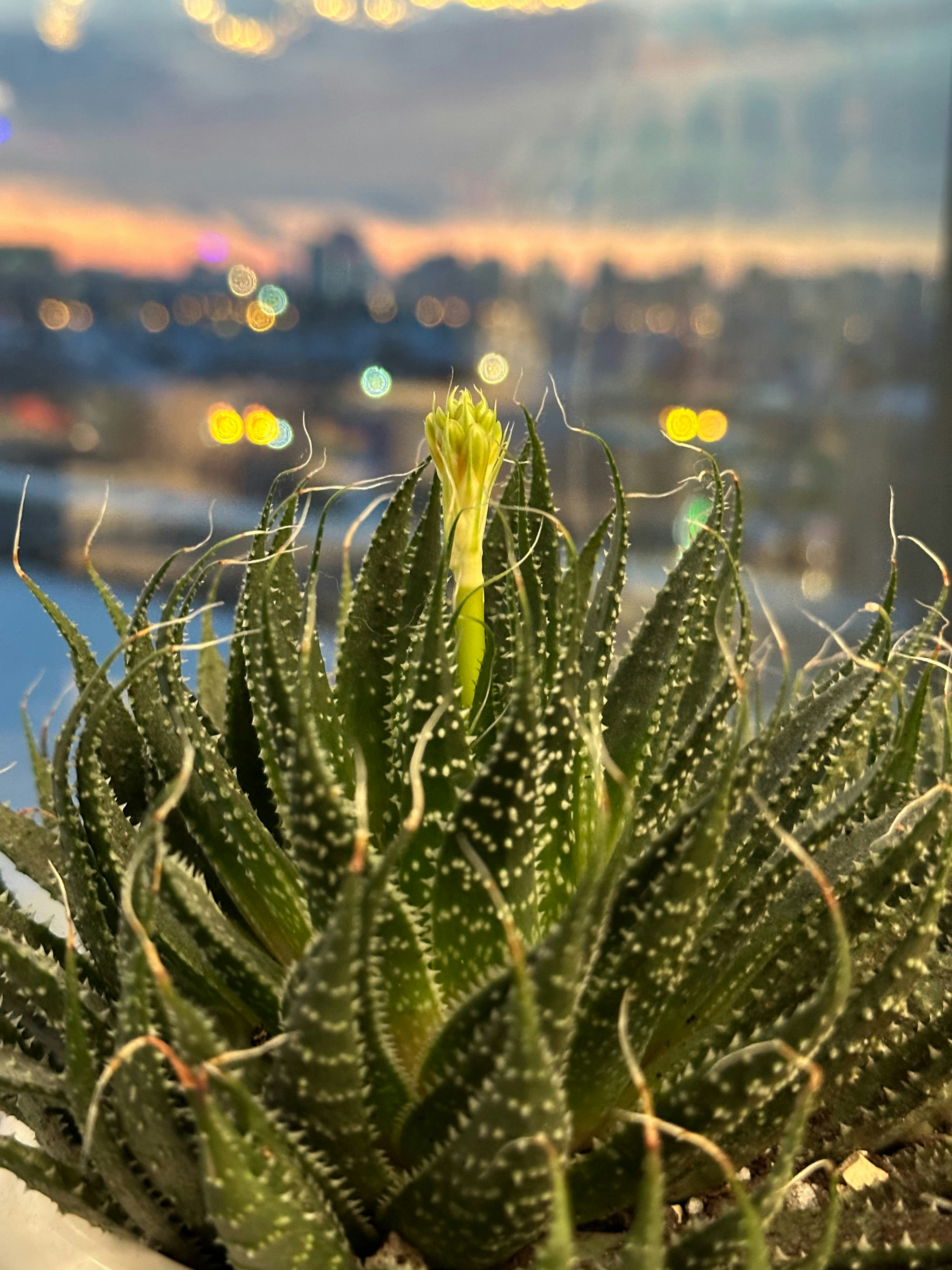 Emerald Bud Emerges: A Succulent Dawn Bloom Against City Lights