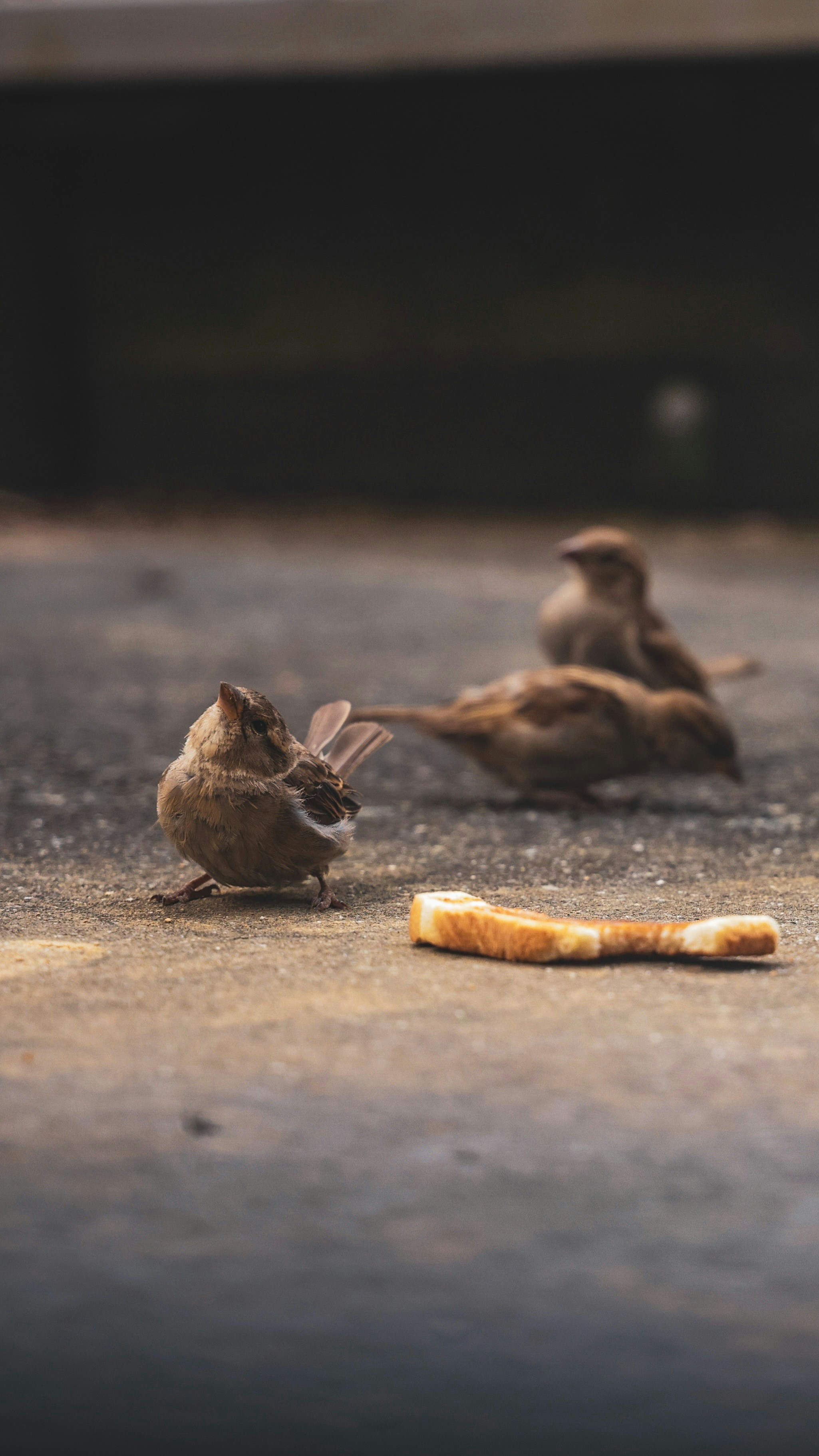 Bread-chasing Sparrows on a Quiet Street