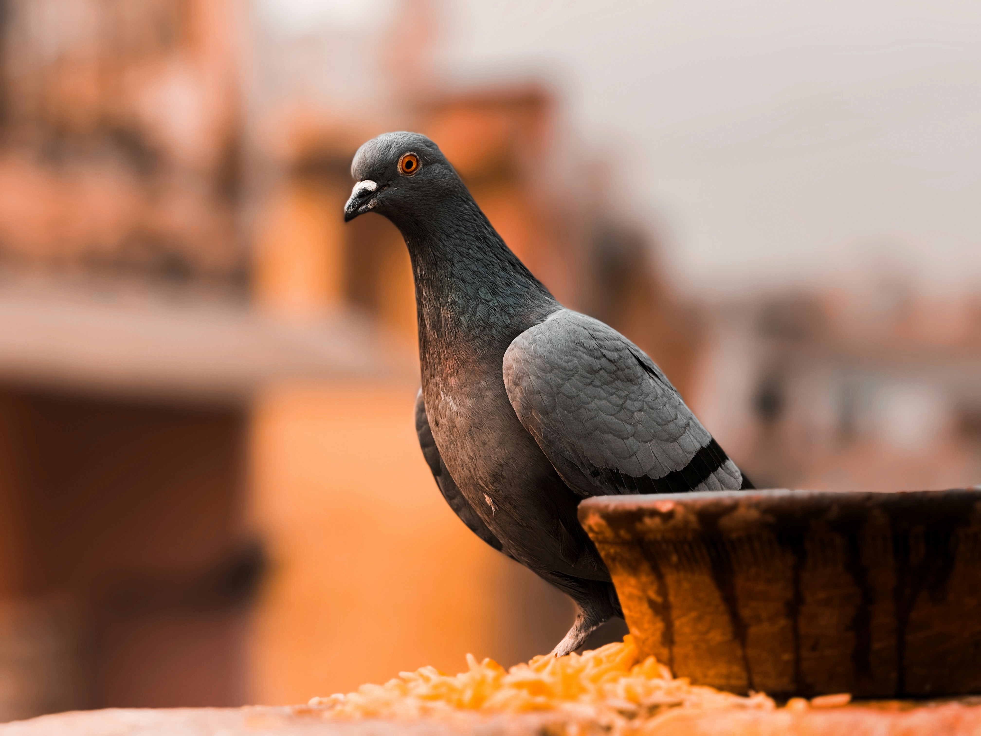 Amber Hour Sentinel: A Pigeon Perched by a Sunlit Canal