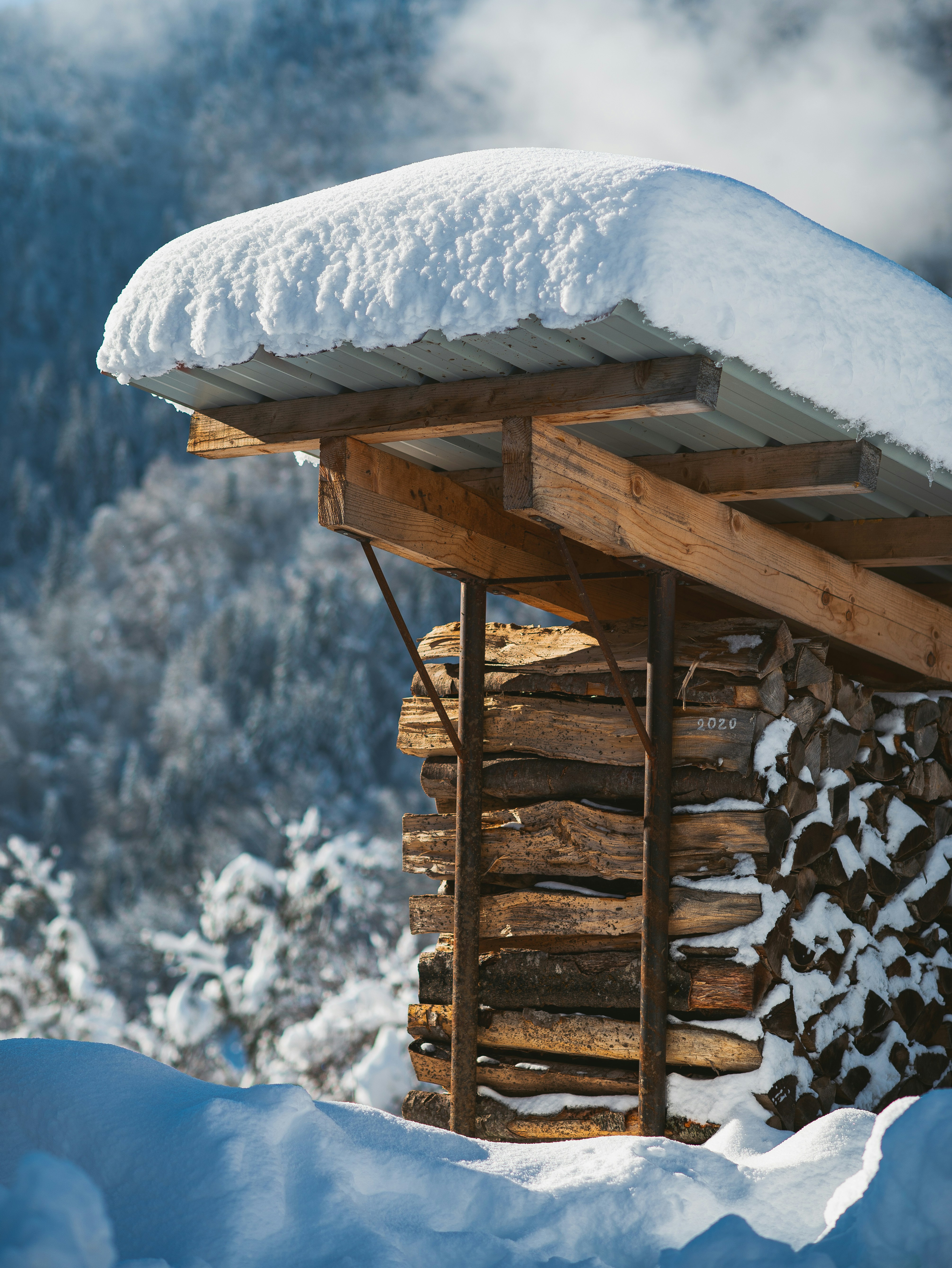 Winter Canopy Over a Silent Log Stack