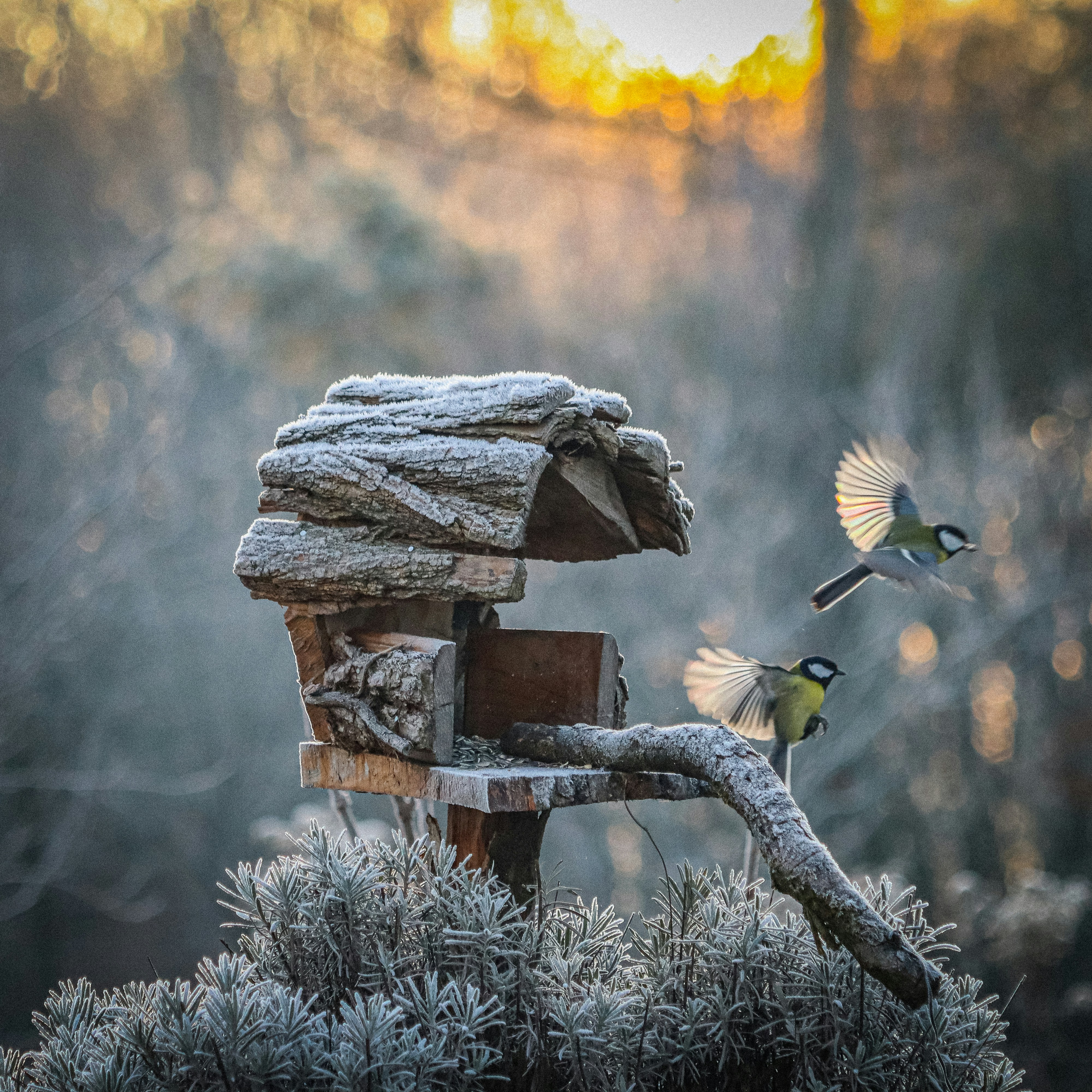Frostbound Haven at Dusk: A Quiet Ballet of Wings
