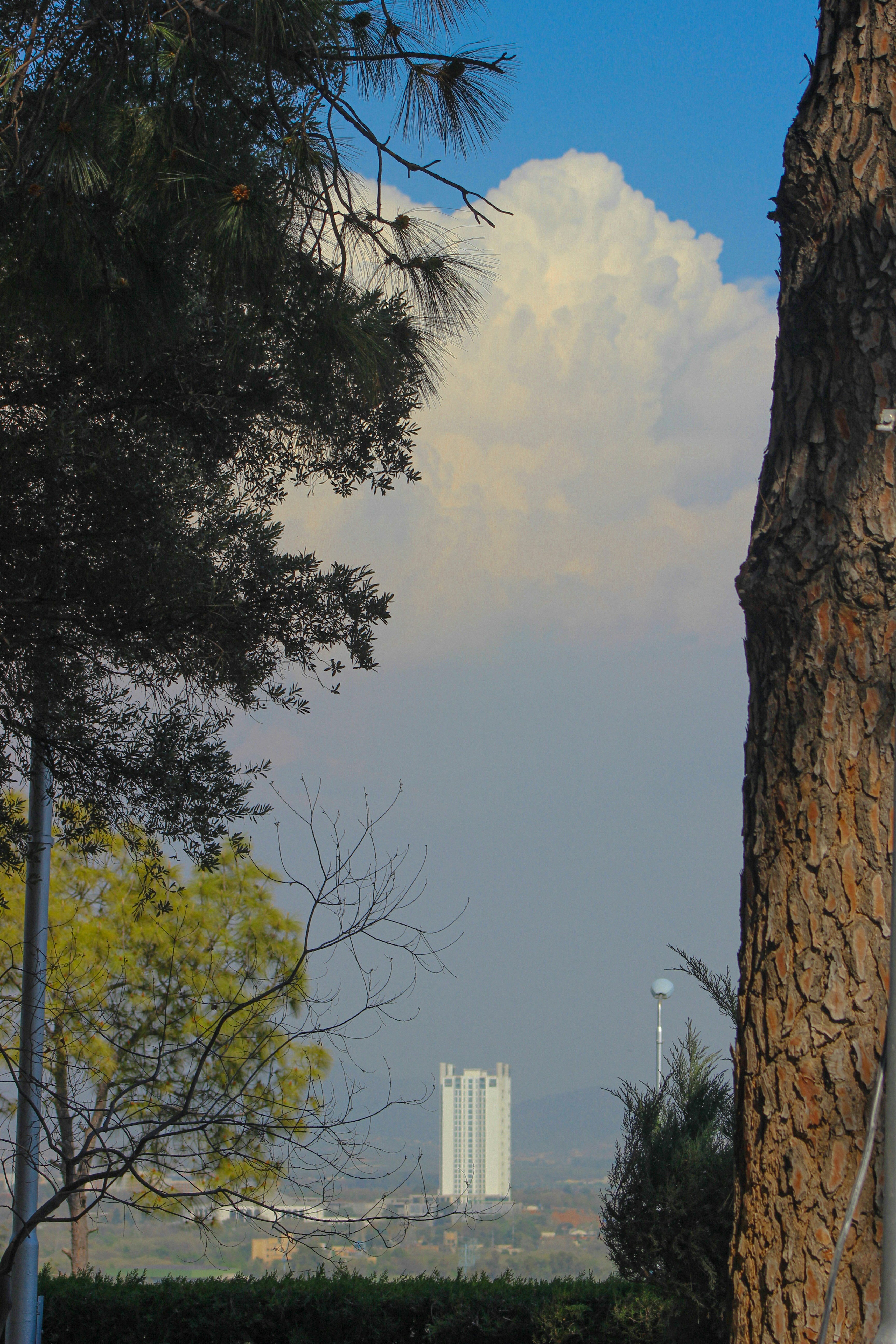 Distant High-Rise Framed by Pines Across a Quiet Park