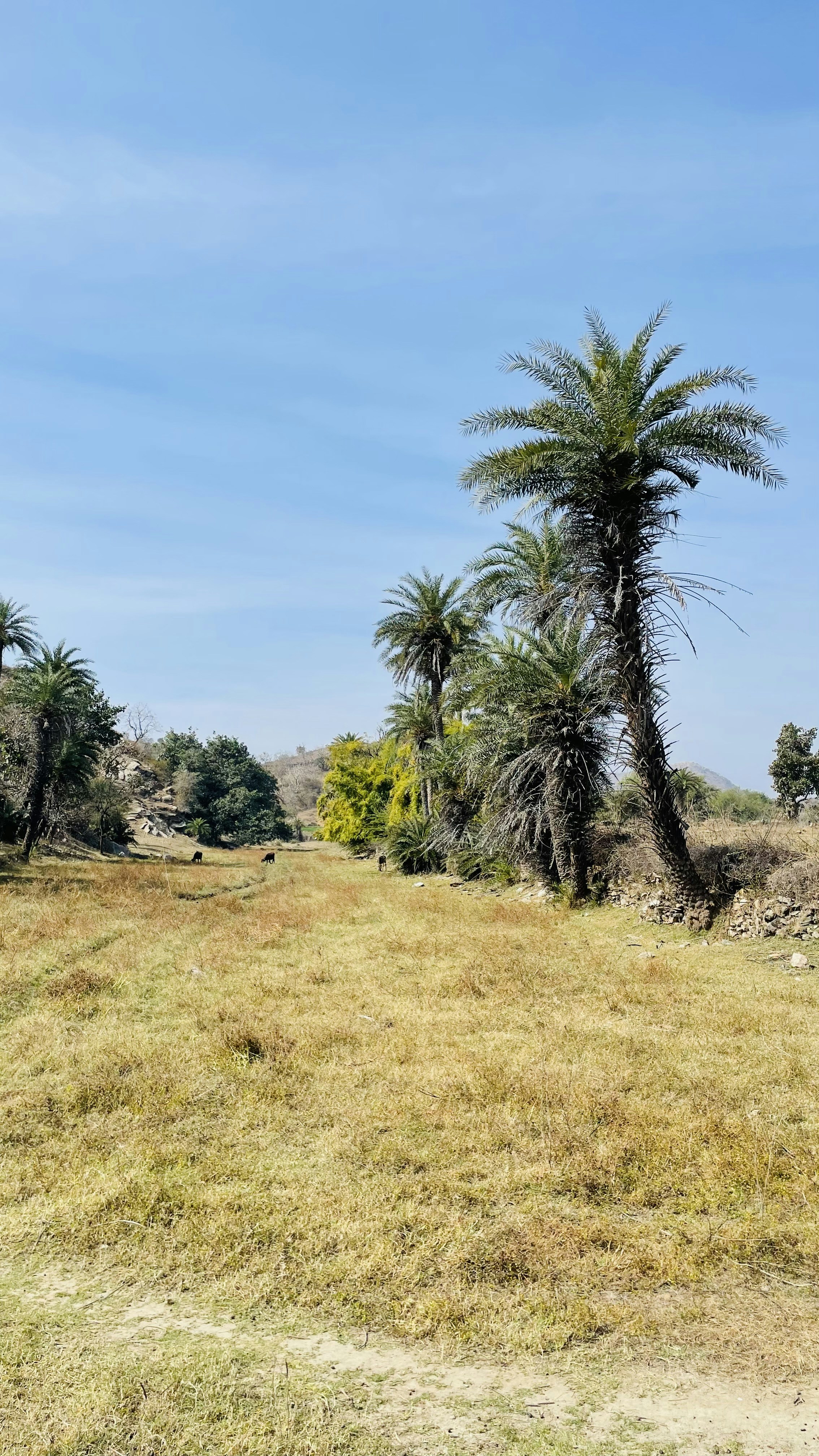 Scenic landscape featuring a dry river, hills, and palm trees at Phalet, Mithanim.