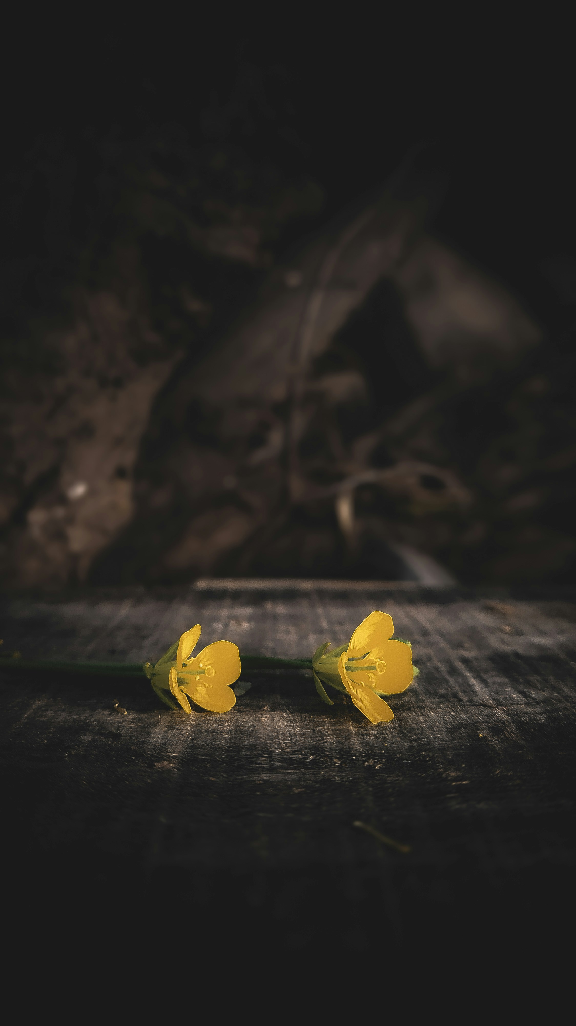 1000+ Unplash Pictures | Download Free Images on Unsplash