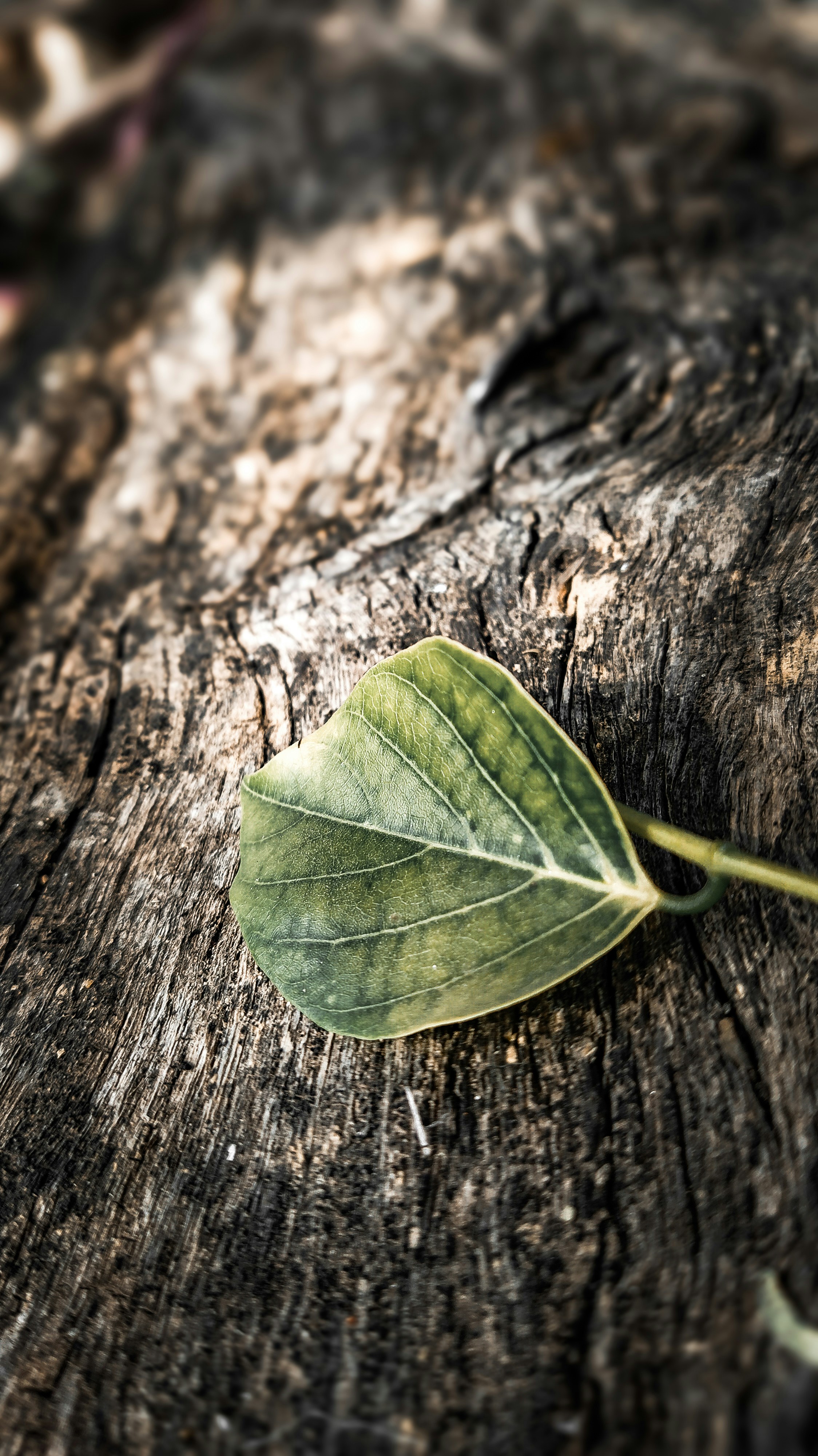 Leaf on Weathered Wood: a Quiet Micro-Study of Texture