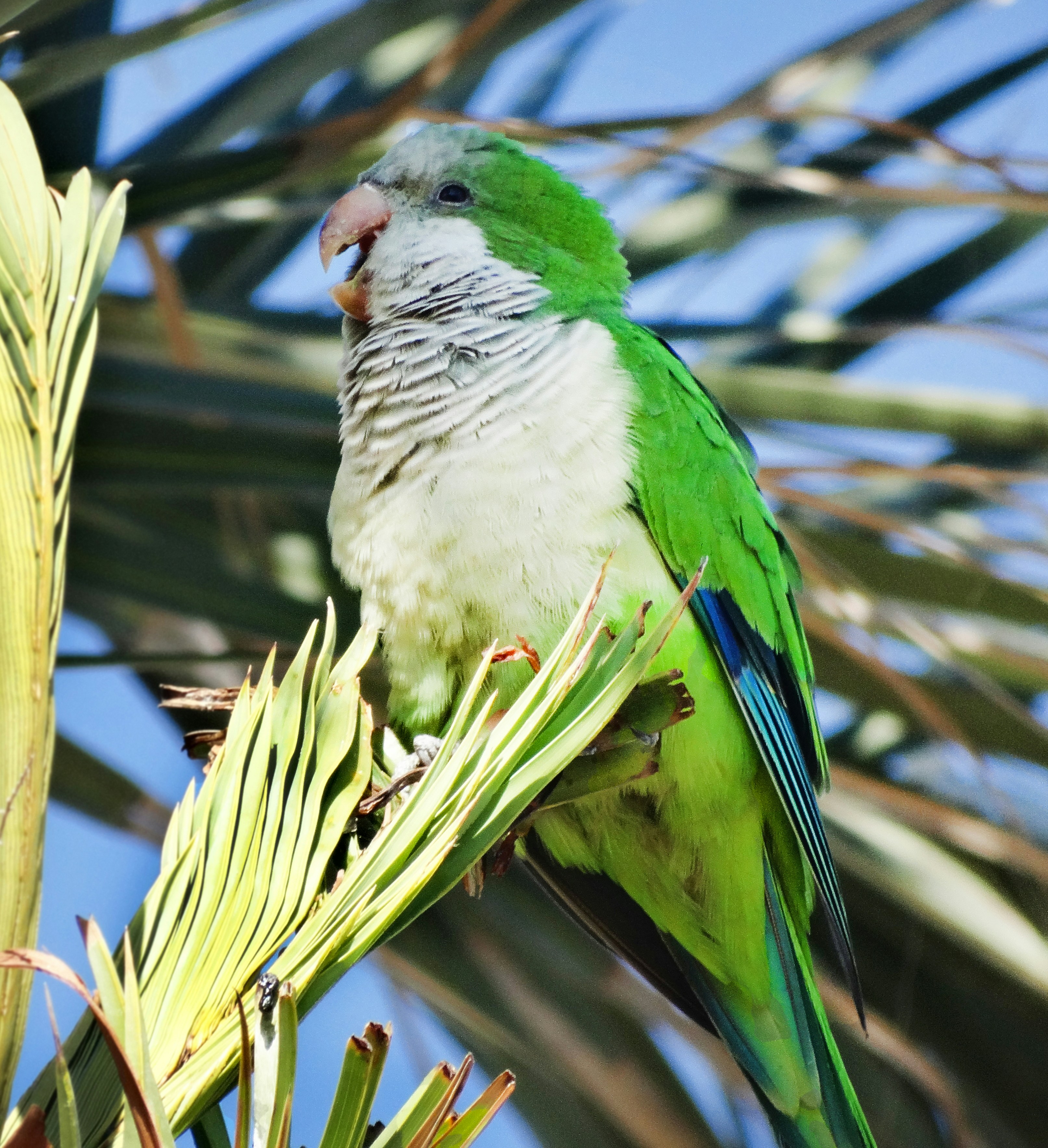 Emerald parrot perched on palm fronds against a bright blue sky. Wildlife photograph highlighting vivid green plumage and feather detail.