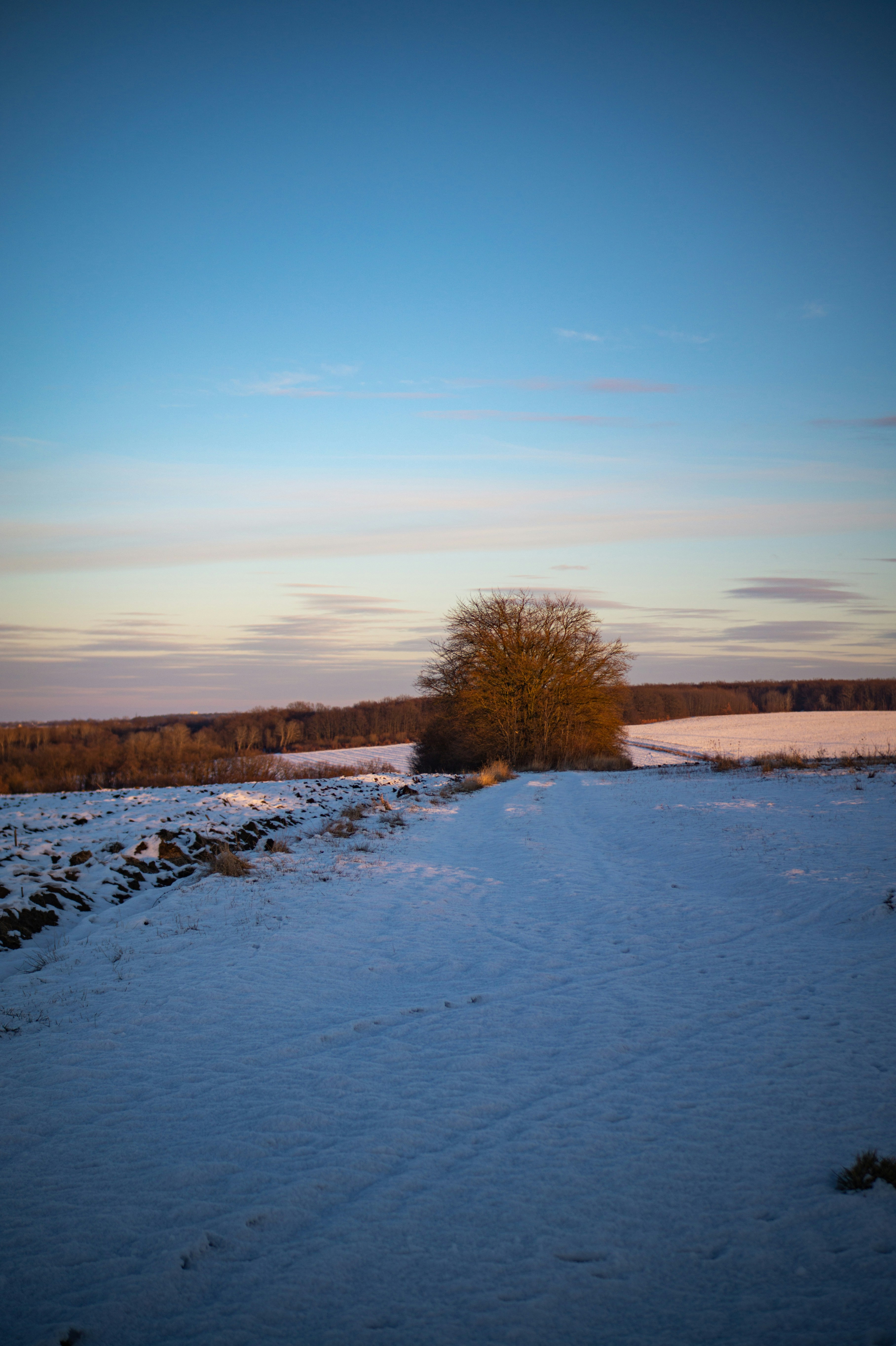 a lone tree in the middle of a snowy field