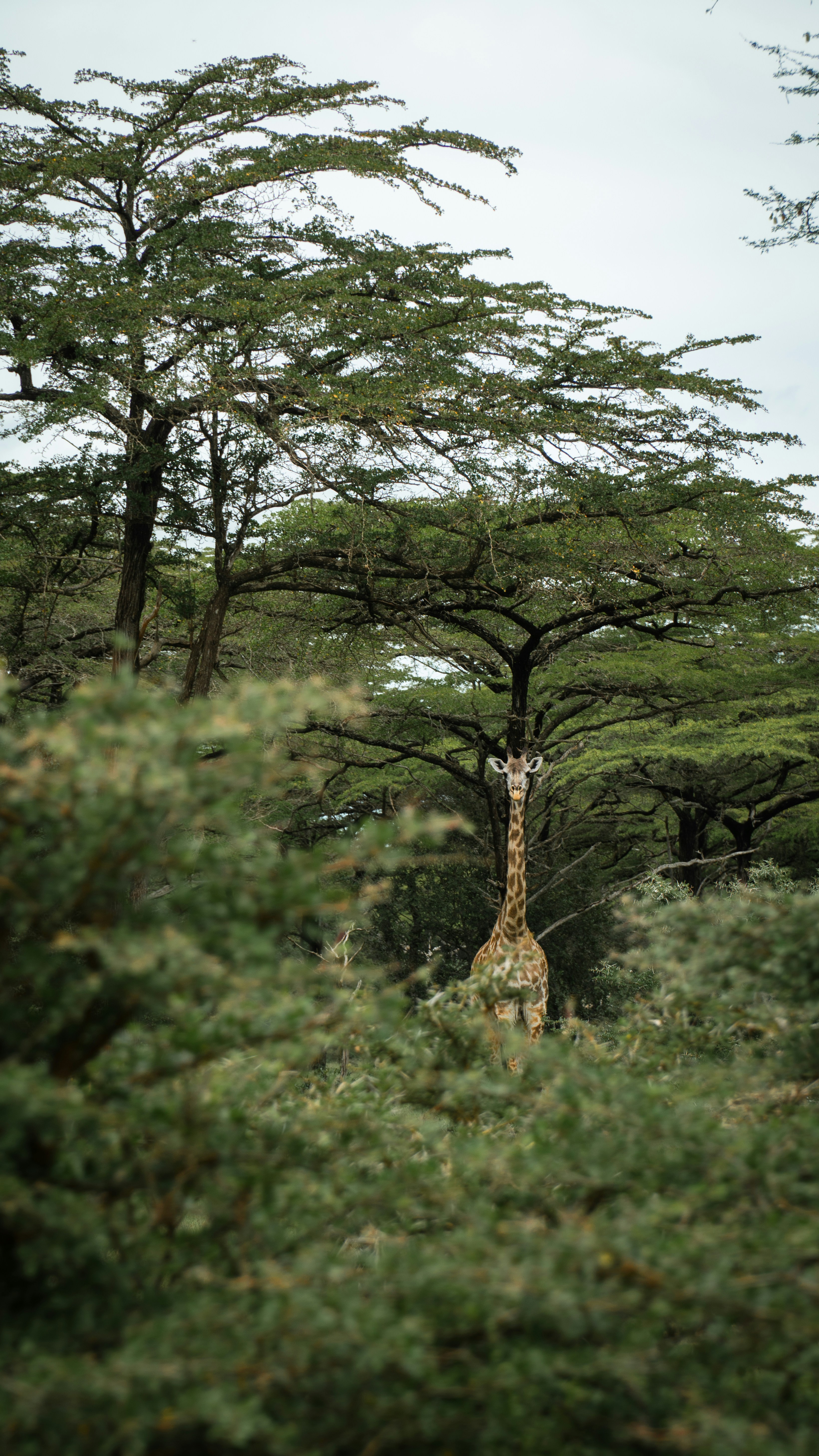 Giraffe in Dappled Savanna: Quiet Gaze Through Acacia Arches