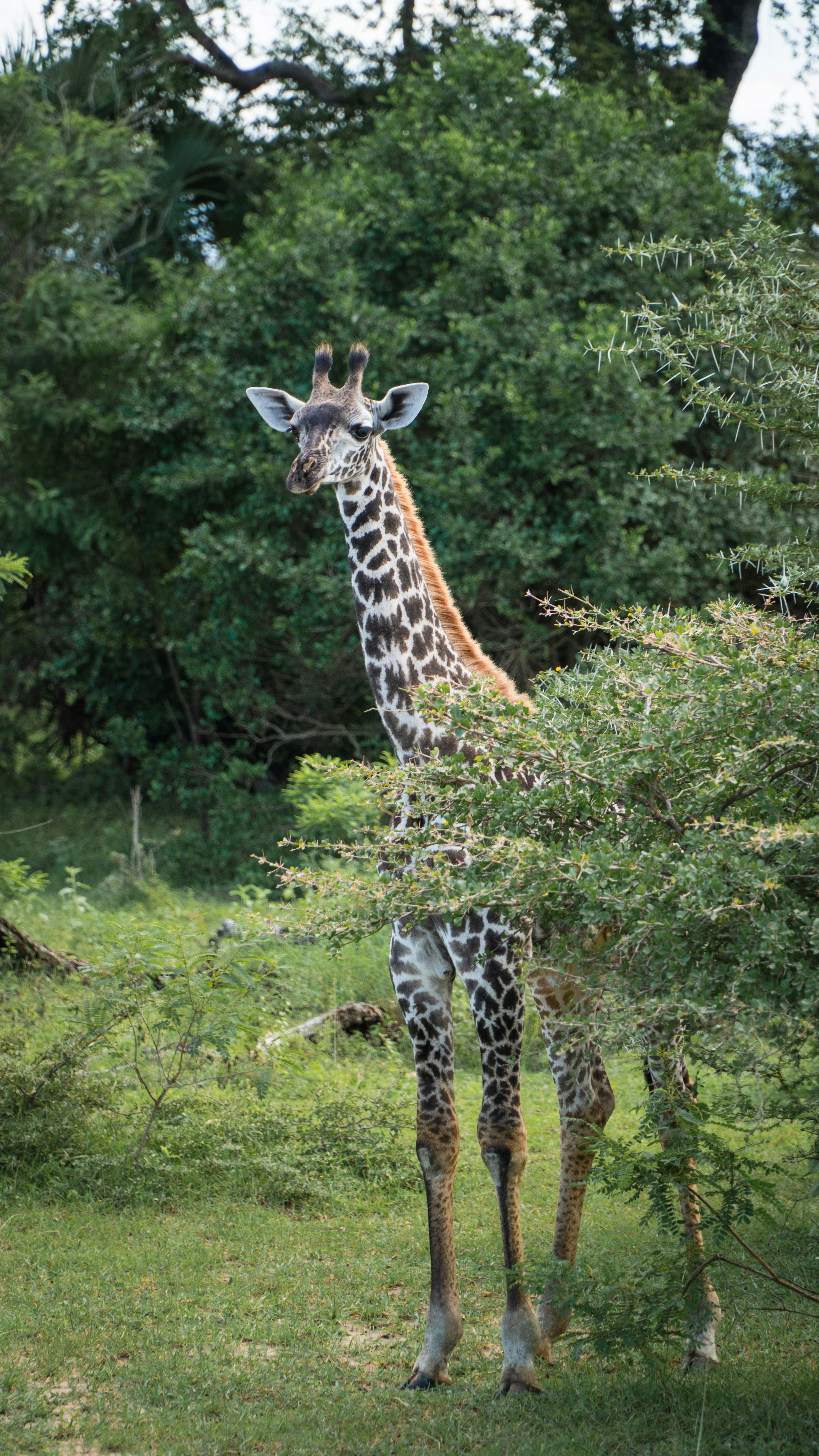 Tall in the Shade: Giraffe Emerges from a Green Wall