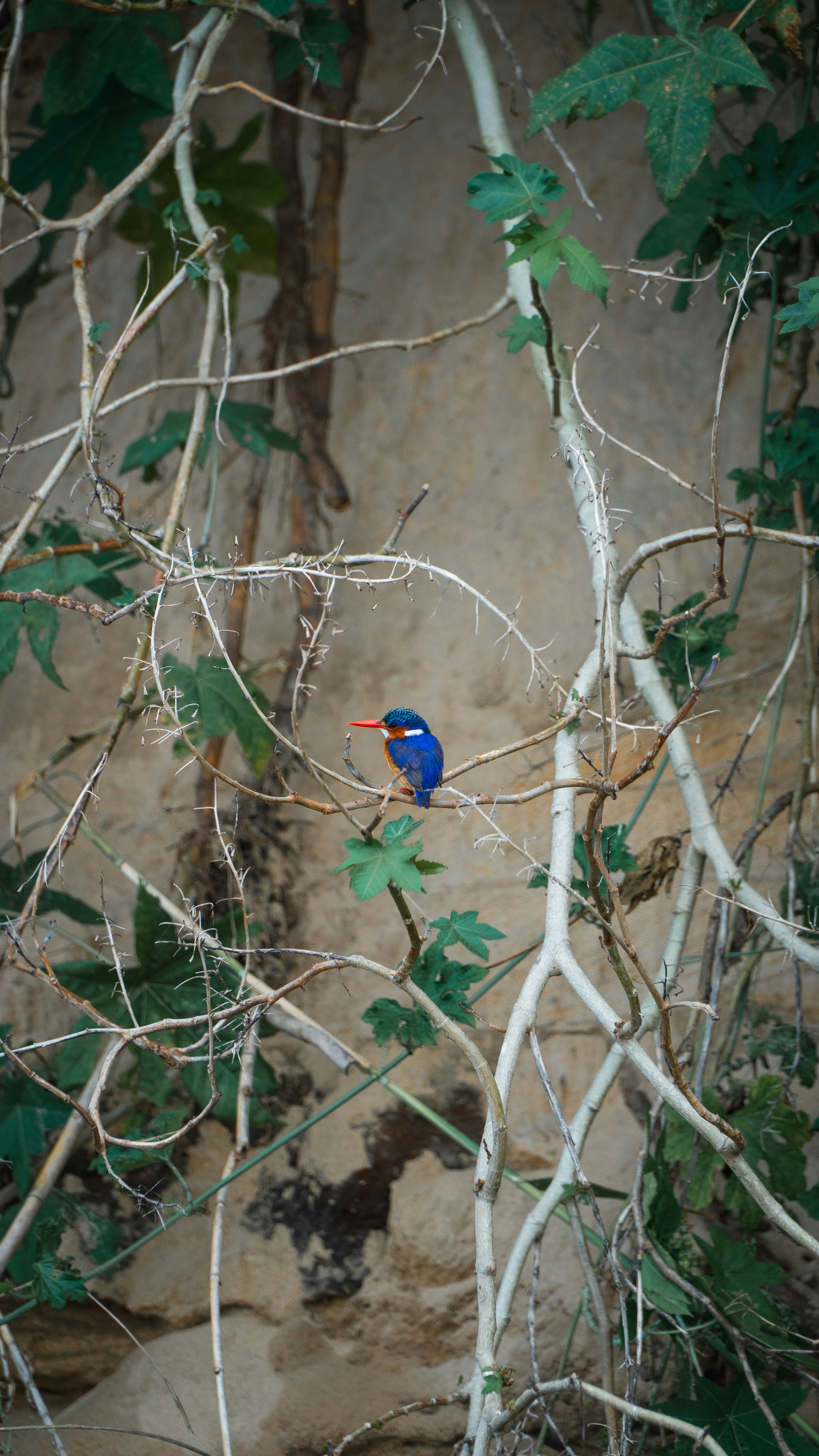 Azure Kingfisher on a Thorny Veil by a Weathered Wall
