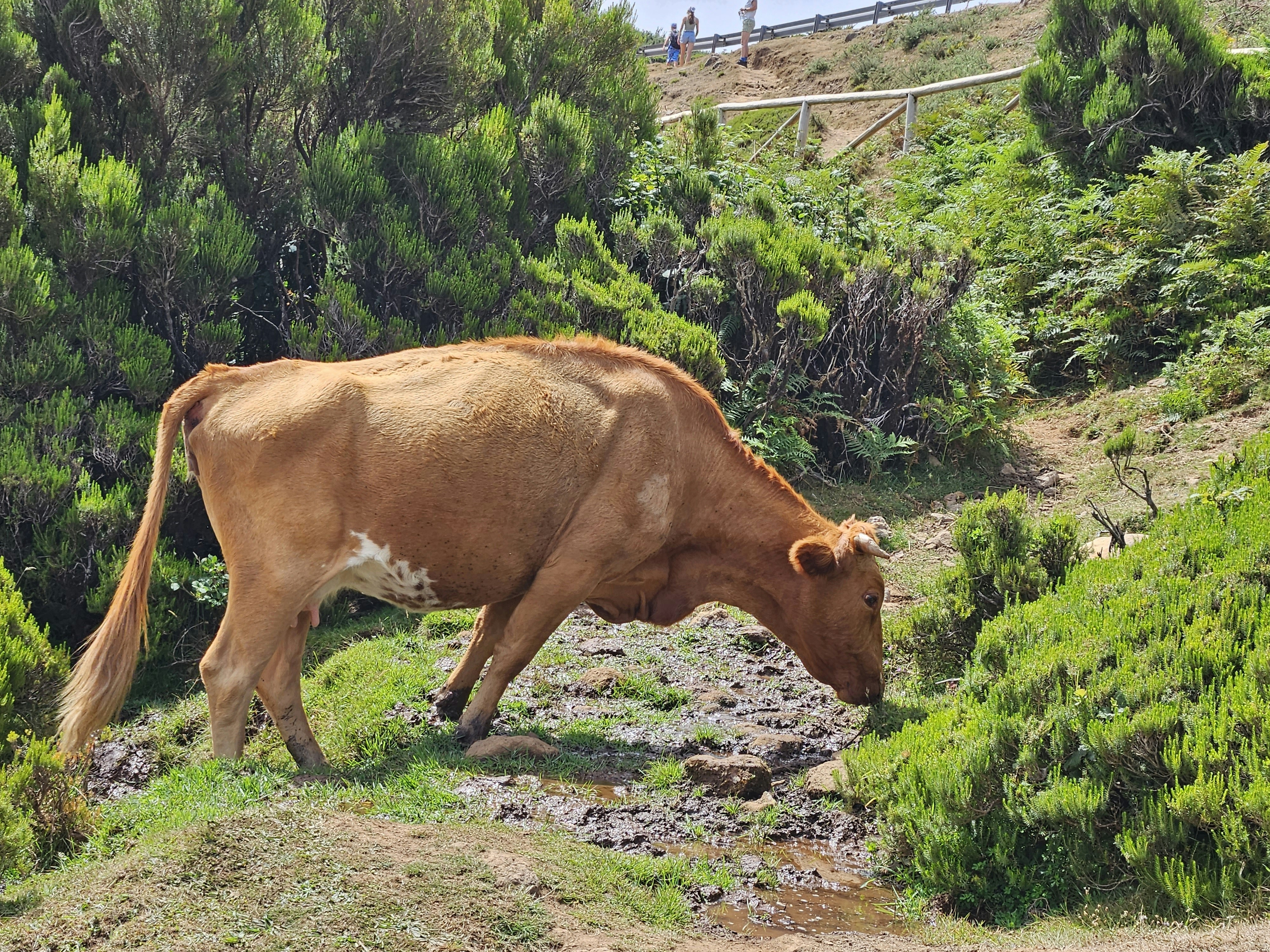 Brown cow grazes on a rocky, scrubby hillside with green bushes and a wooden fence visible at the crest.