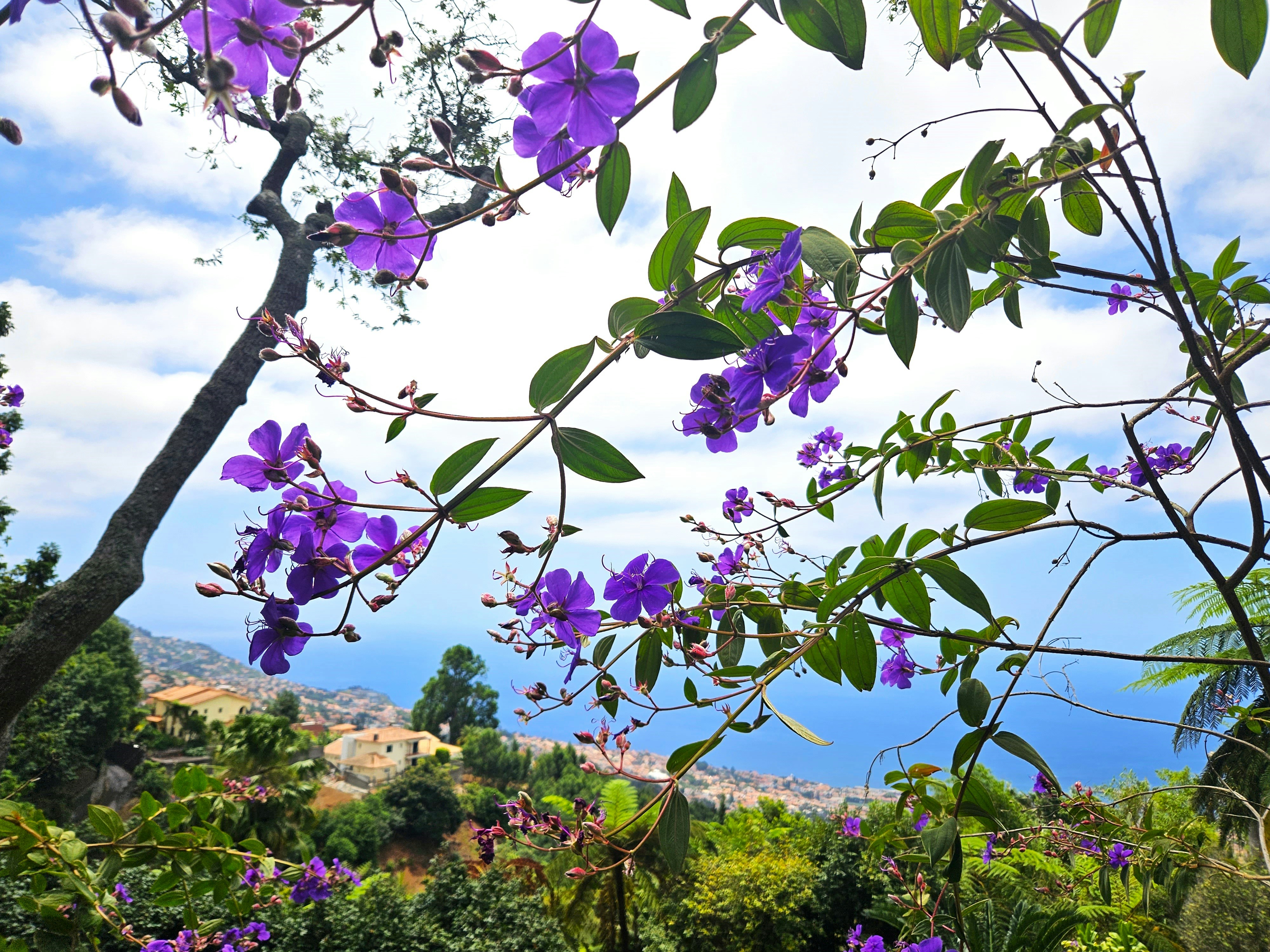 Purple blossoms frame a sunlit coastal village with the blue sea on the horizon. This photograph captures vibrant foreground blooms against distant hills and calm water.