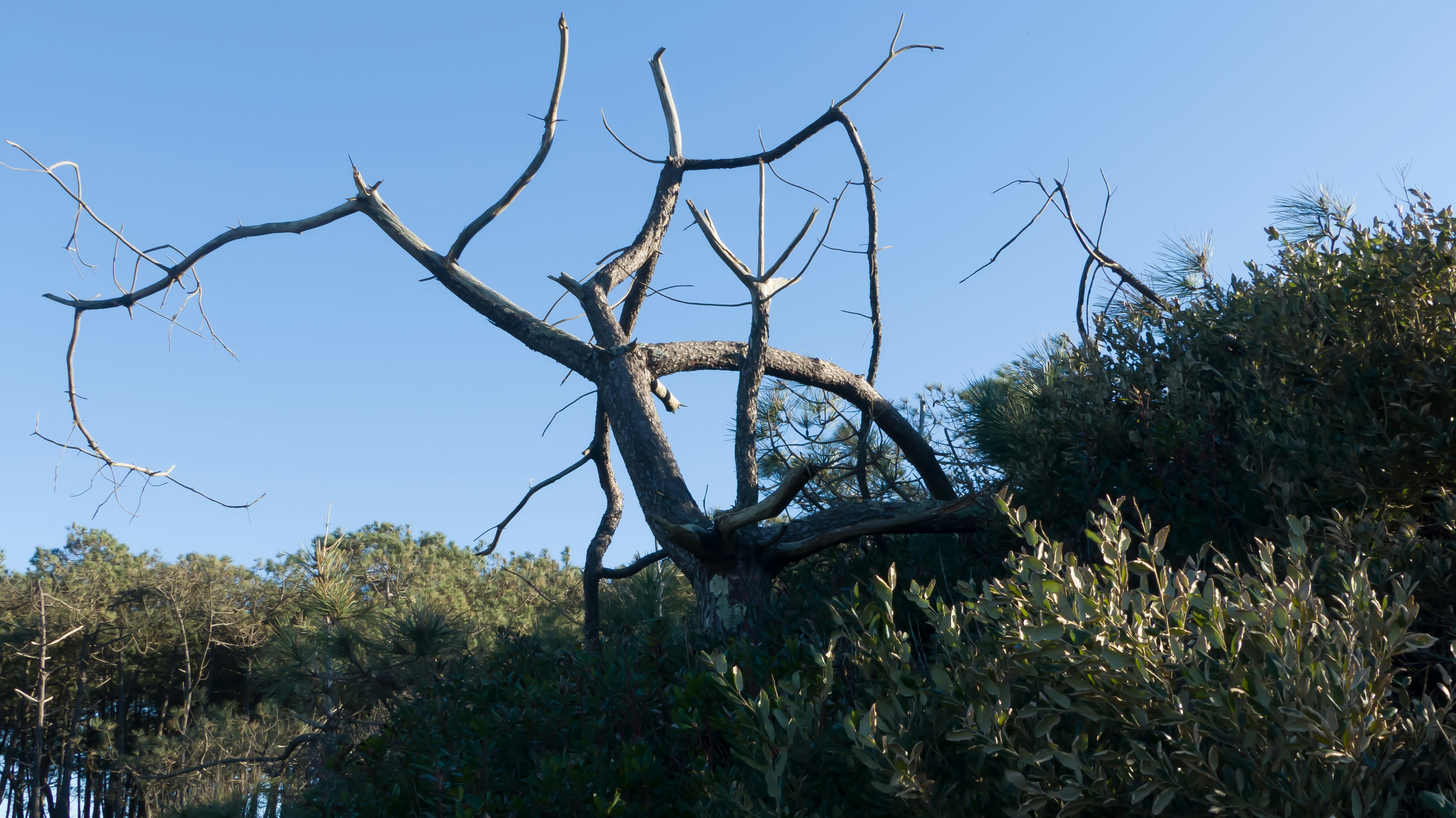 A dead tree with no leaves on it photo – Free Nature Image on Unsplash