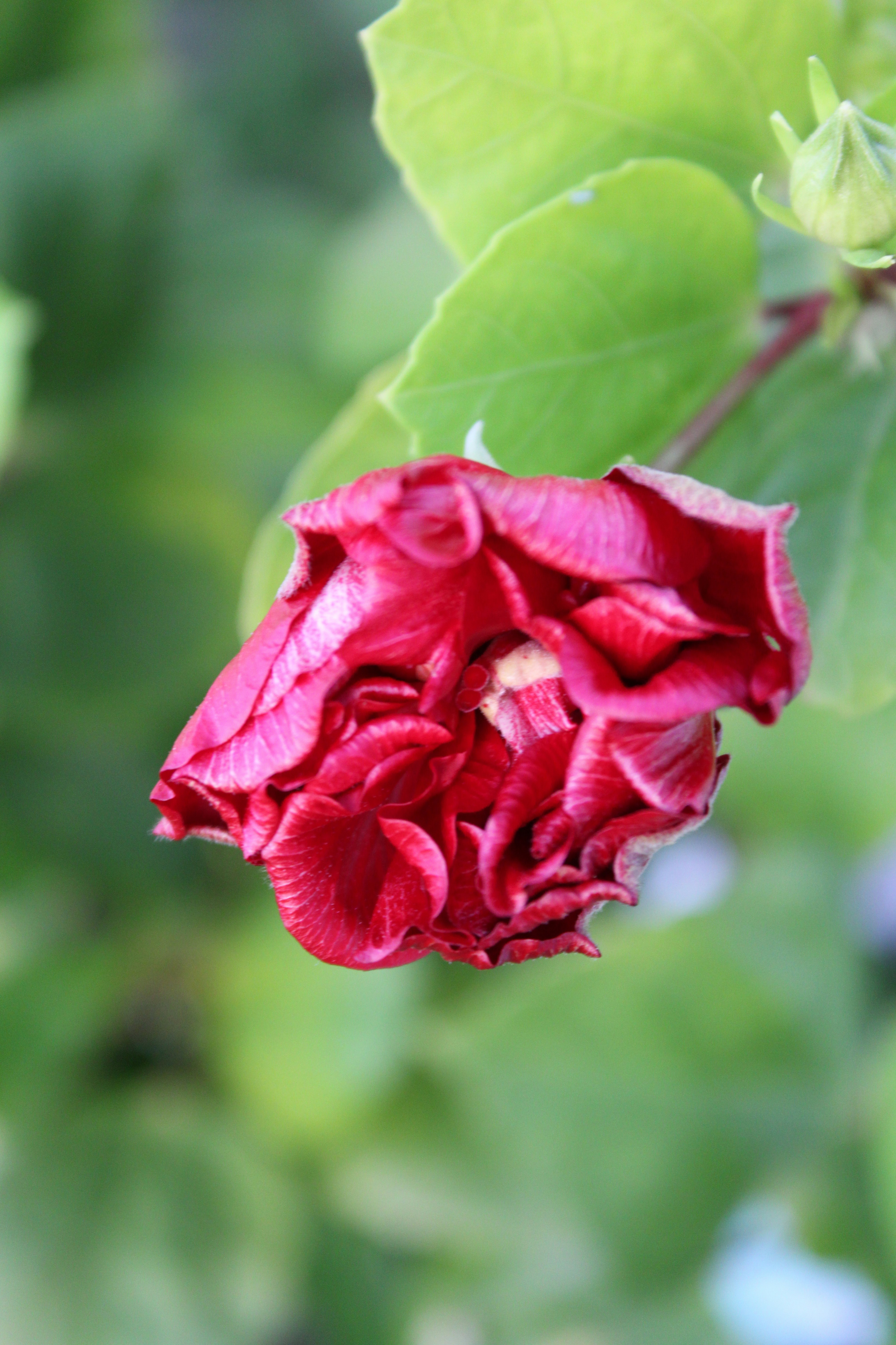 Crimson Wilt: Close-Up of a Red Rose Amid Soft Green Blur
