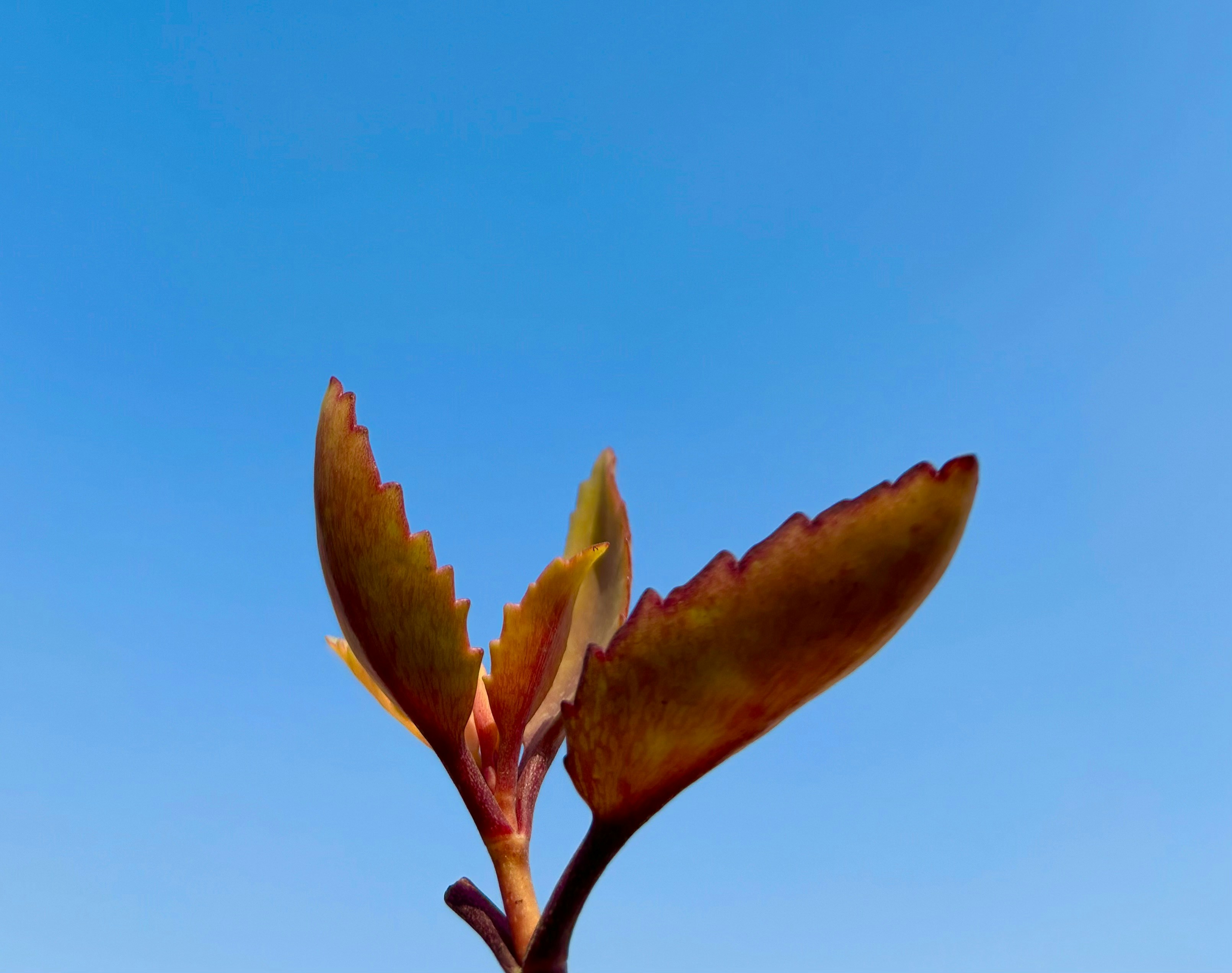 Tender Sprout Against a Clear Blue Sky