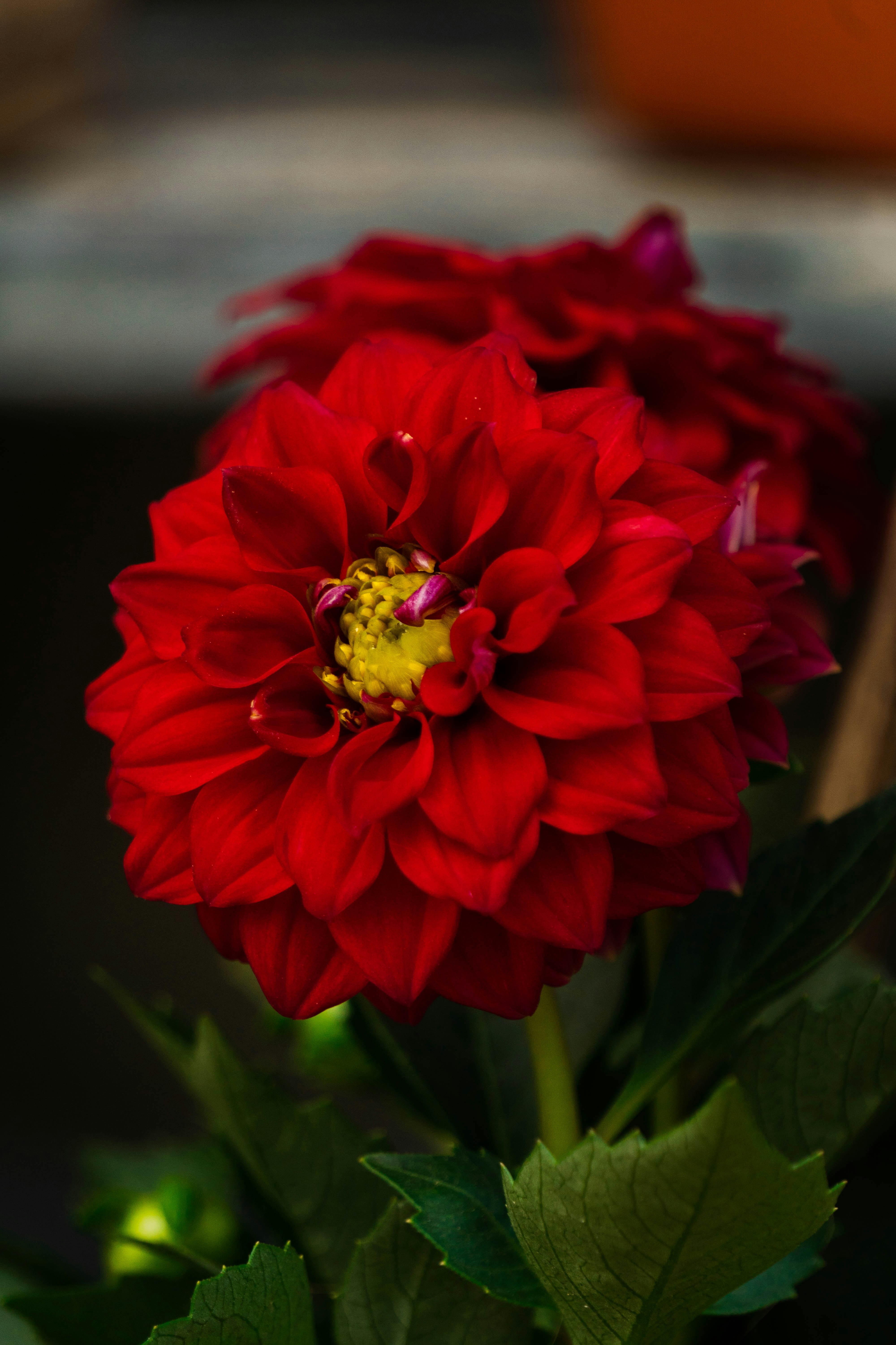 Crimson Dahlia in Velvet Shade: A Macro Portrait