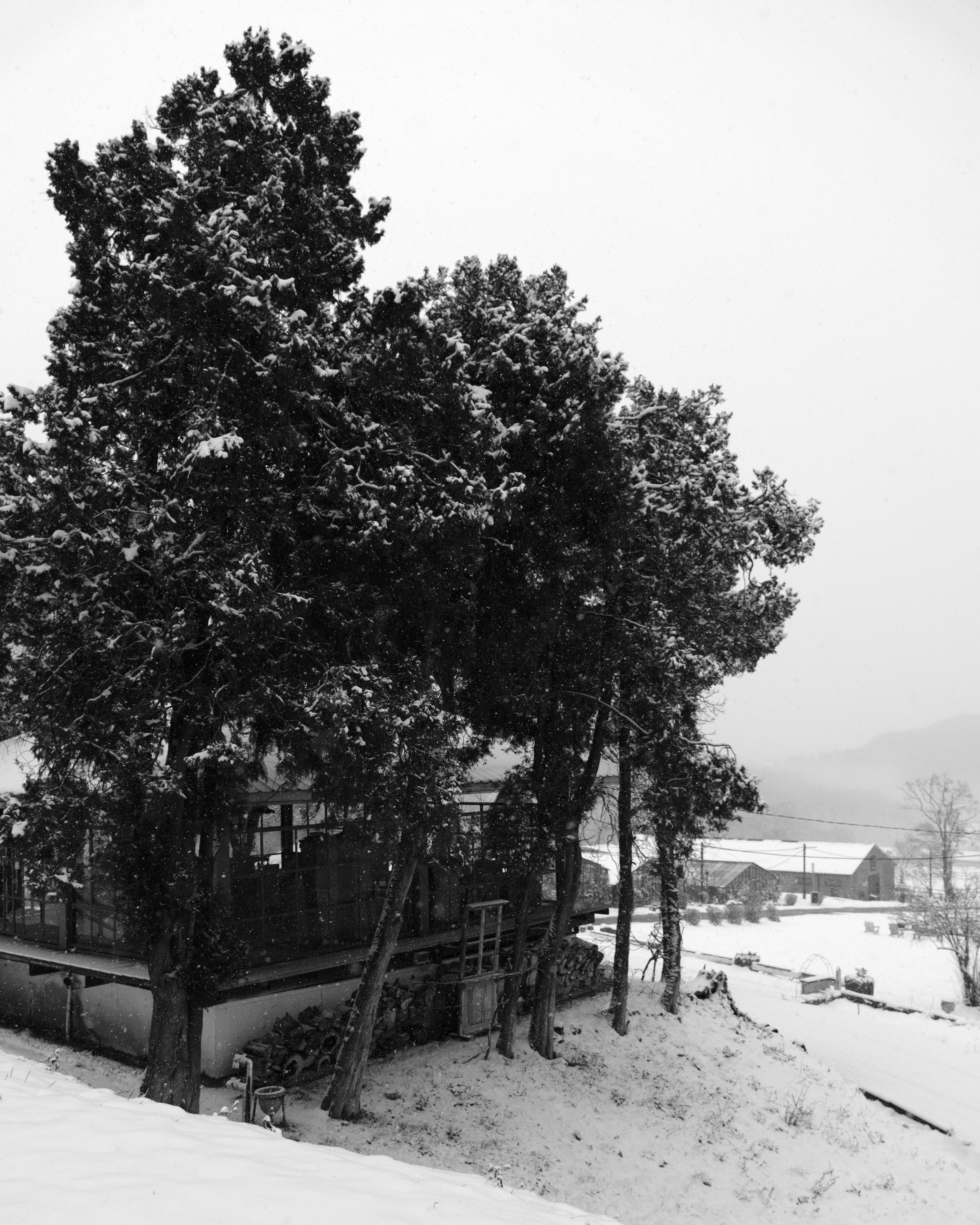 Snowbound Pines and a Quiet Cabin Veiled in Winter Mist
