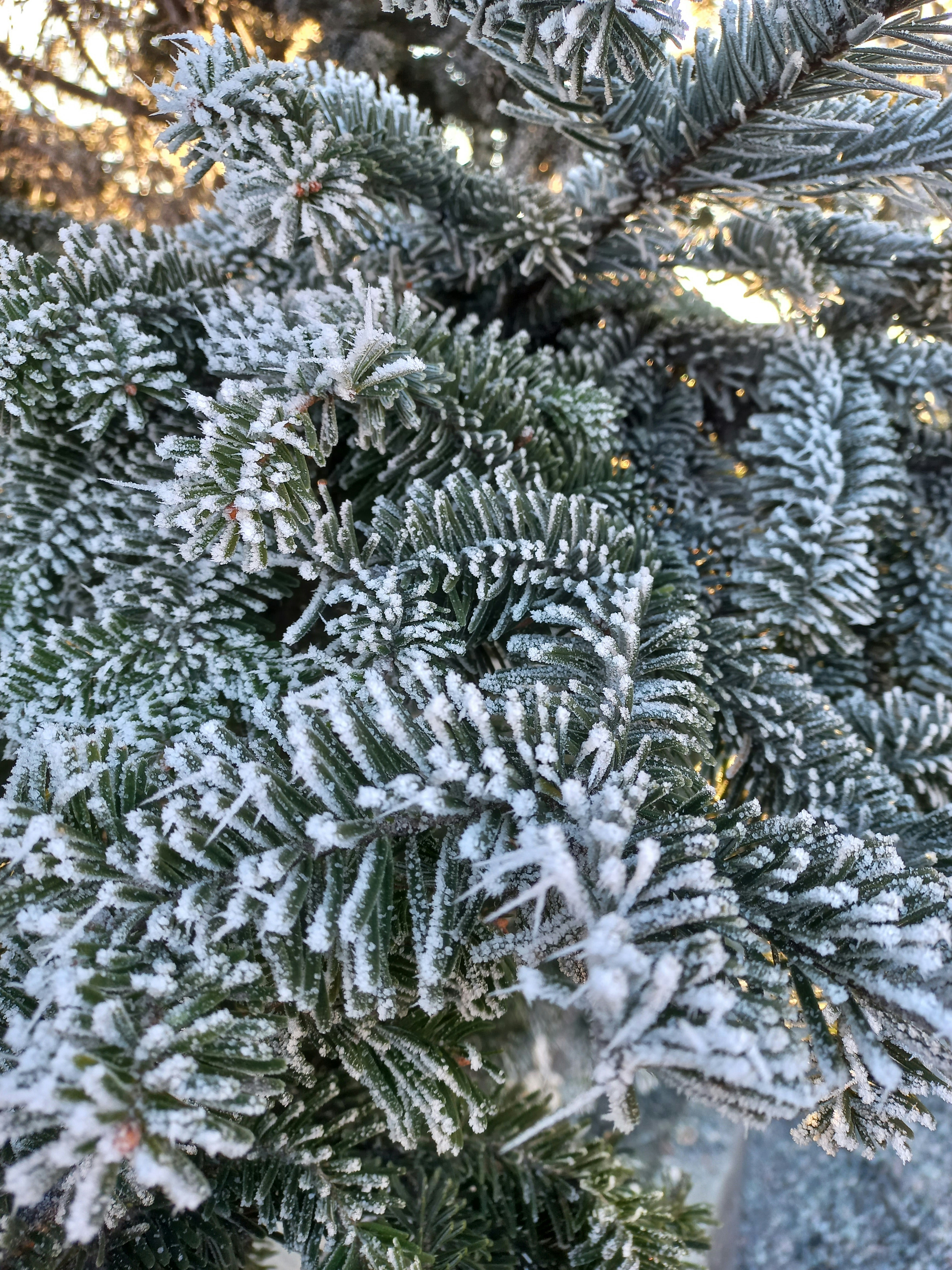 a close up of a tree with snow on it