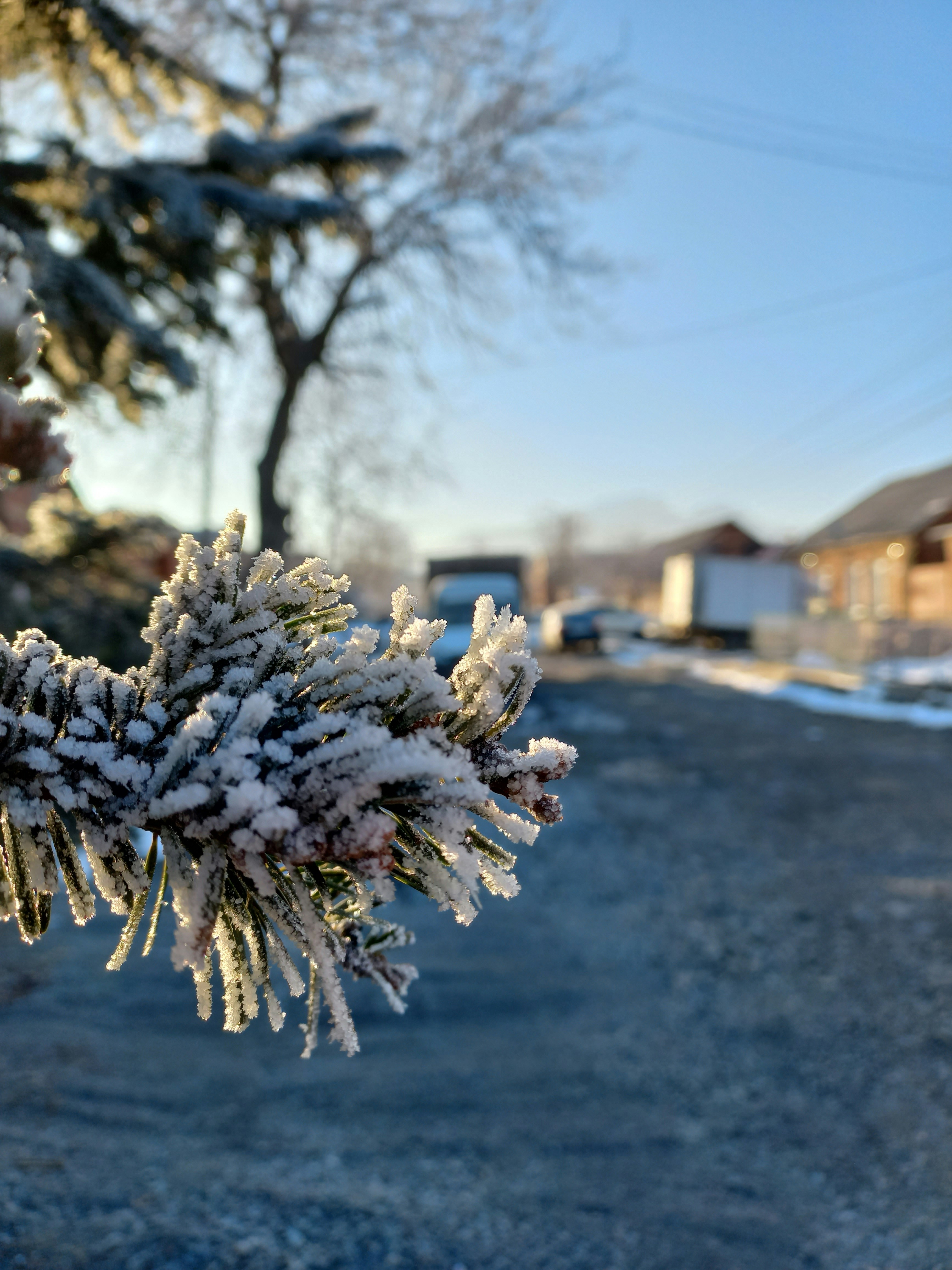 Frost-covered pine branch glistening in the morning light, with a blurred winter landscape in the background.