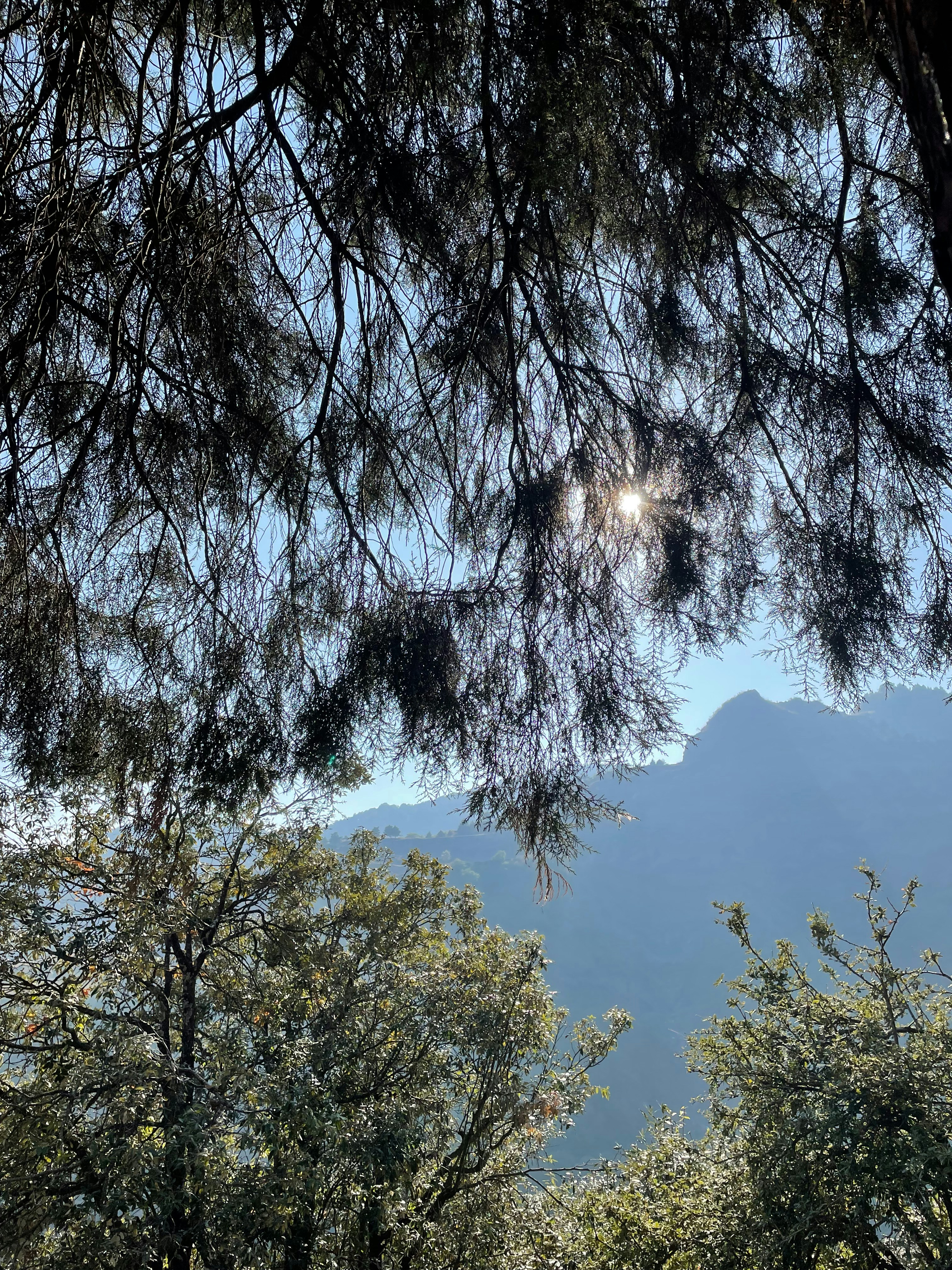 Sun Through the Branches: Alpine Valley Framed by a Living Canopy