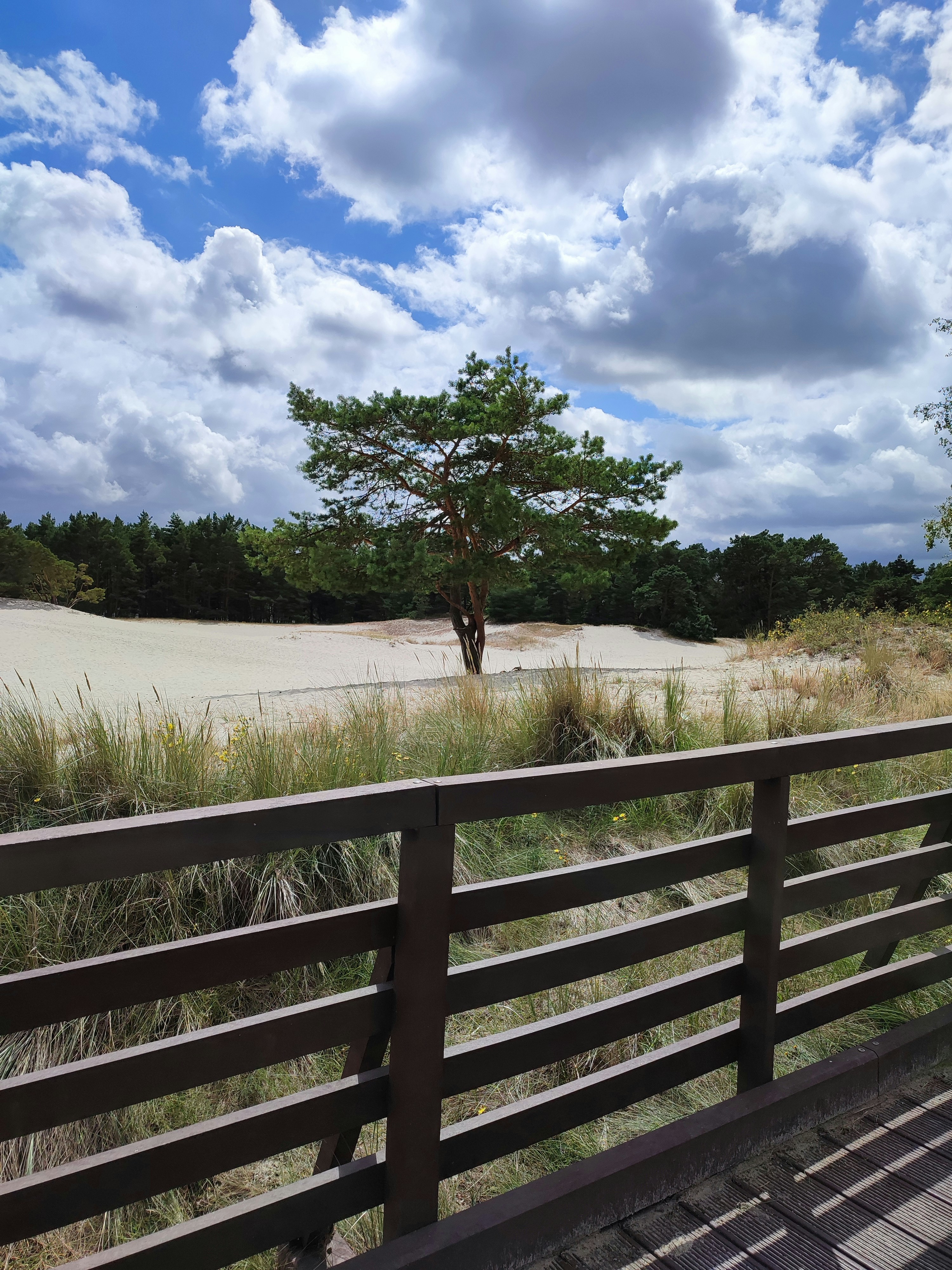 Lone Pine on the Dune's Edge Beneath a Sky of Puffy Clouds