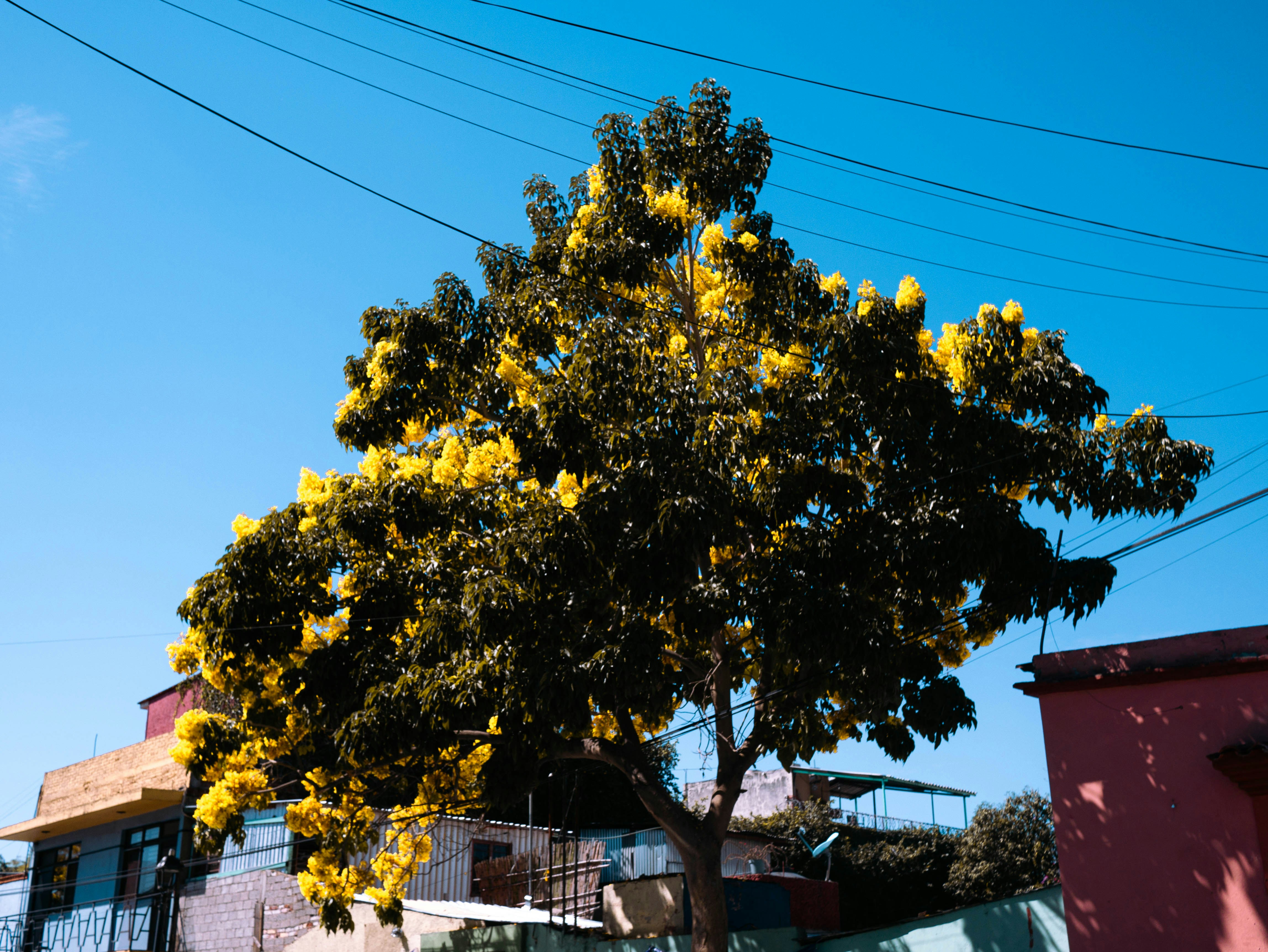 Sunlit yellow blossoms crown a tree rising above urban rooftops and power lines against a clear blue sky.