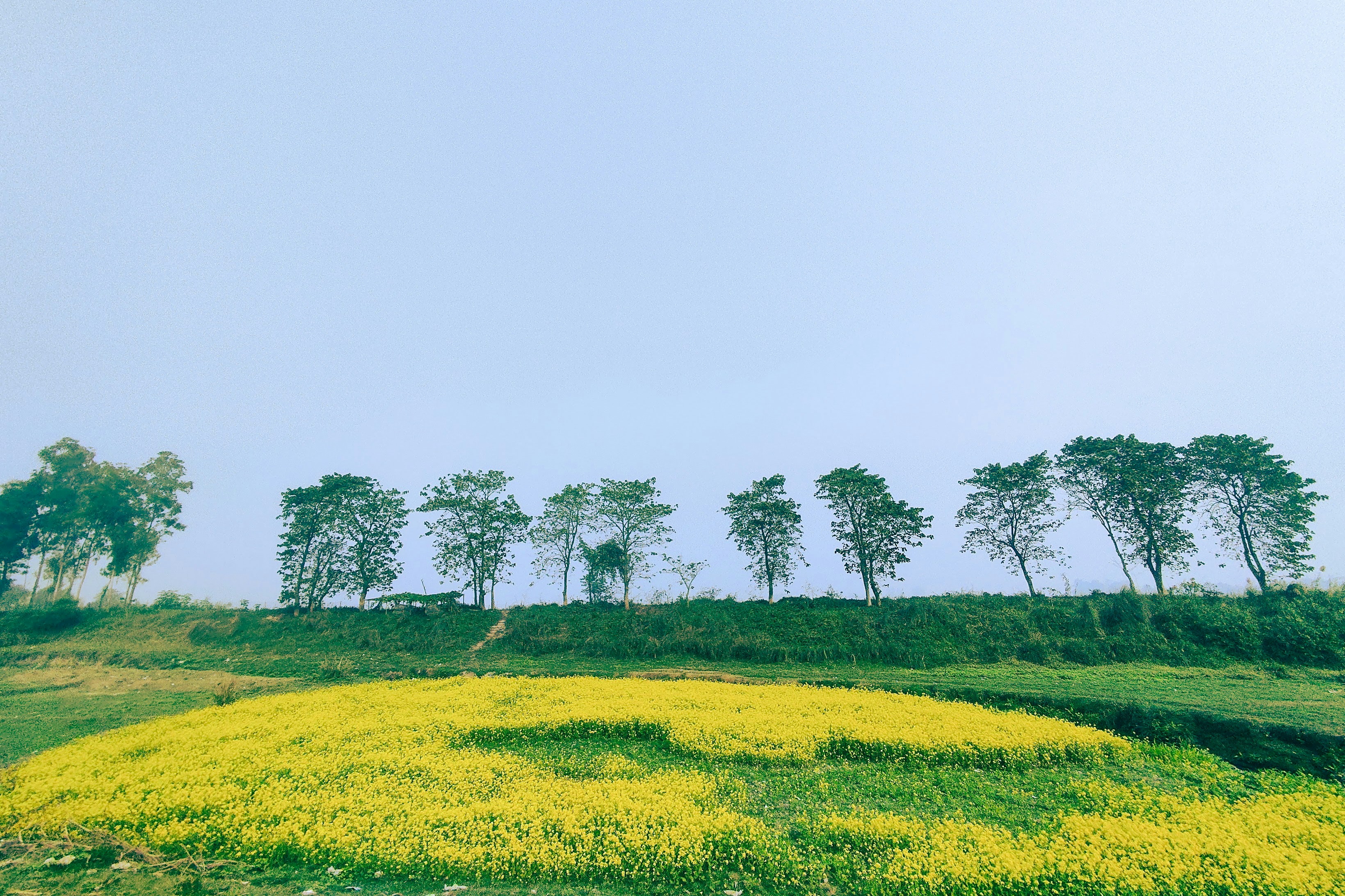Field of vibrant yellow flowers with a row of trees lining the horizon under a clear blue sky.