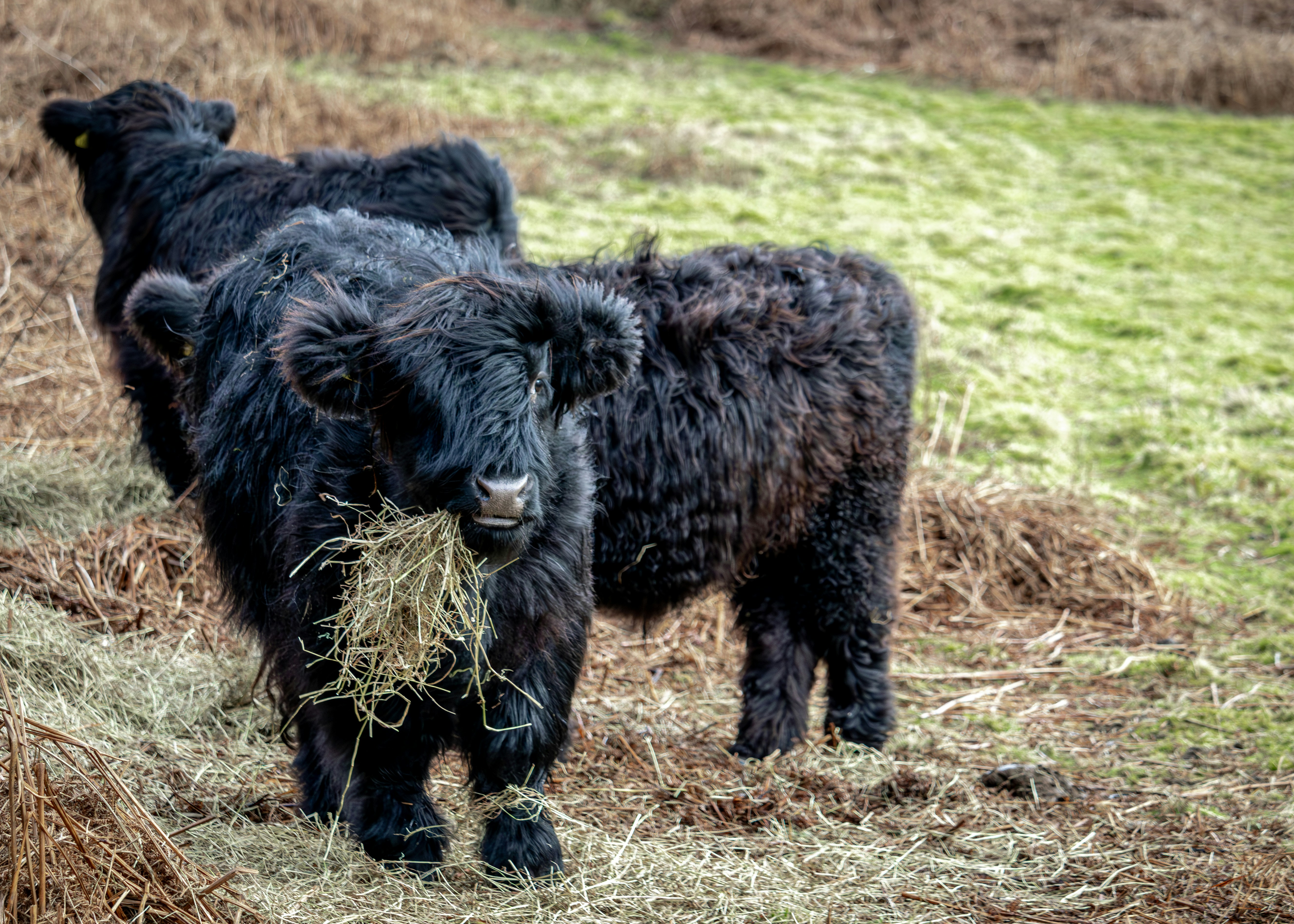 A Trio of Grazing Cattle Resting in a Barnyard Patch