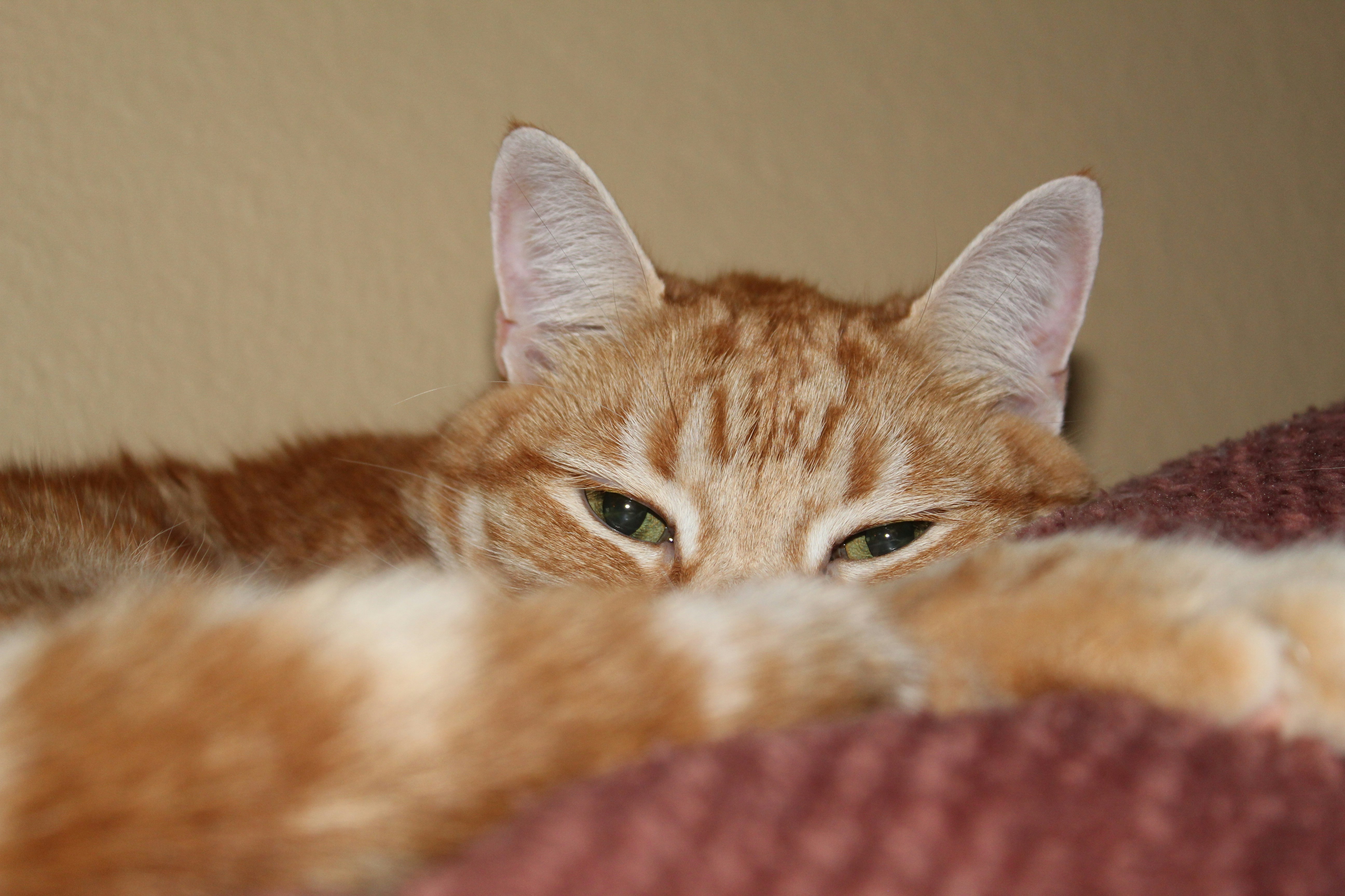 Ginger Gaze Above the Velvet Fold