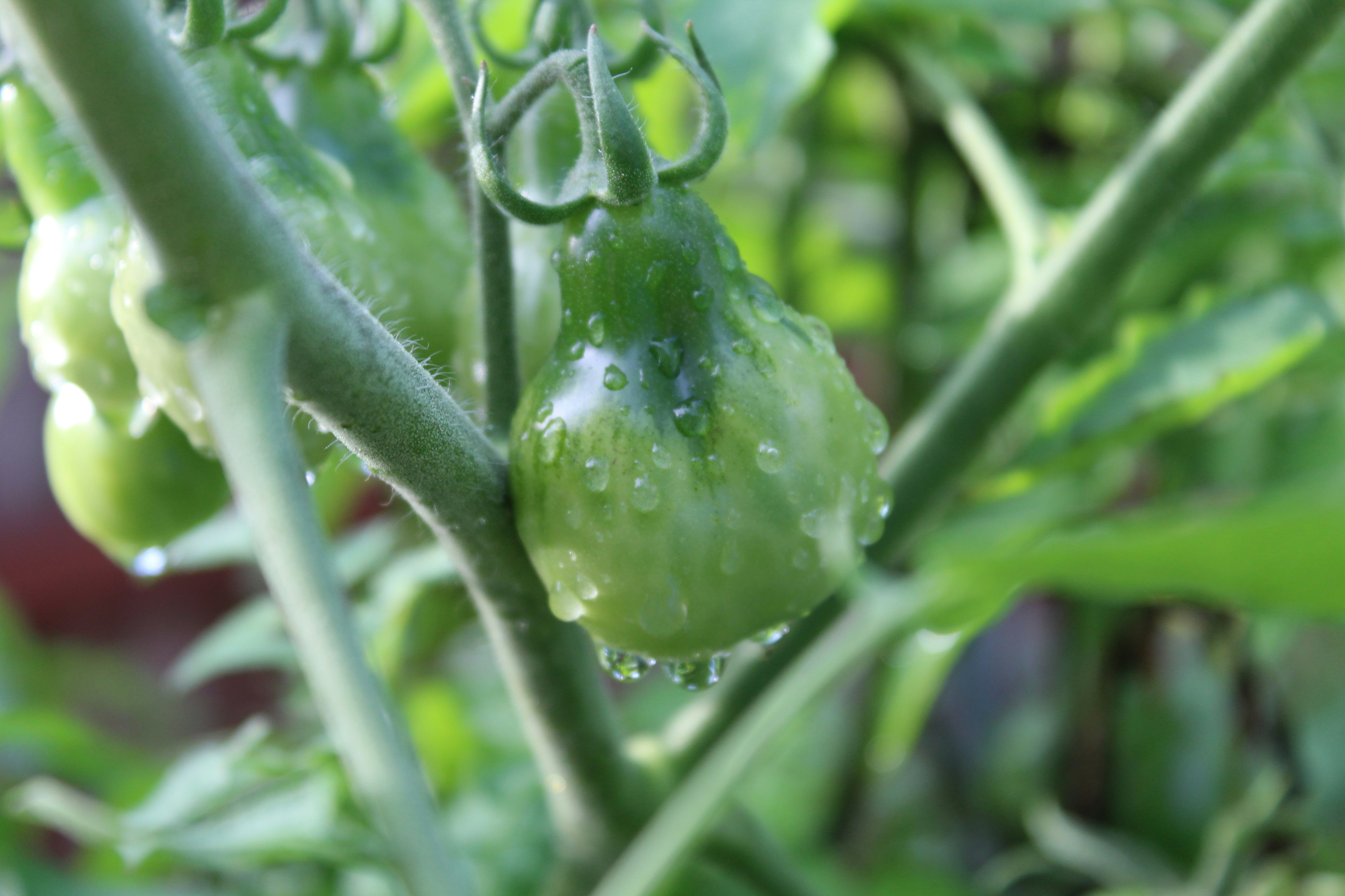 Dew-Kissed Green Tomato on a Vine: A Macro Moment