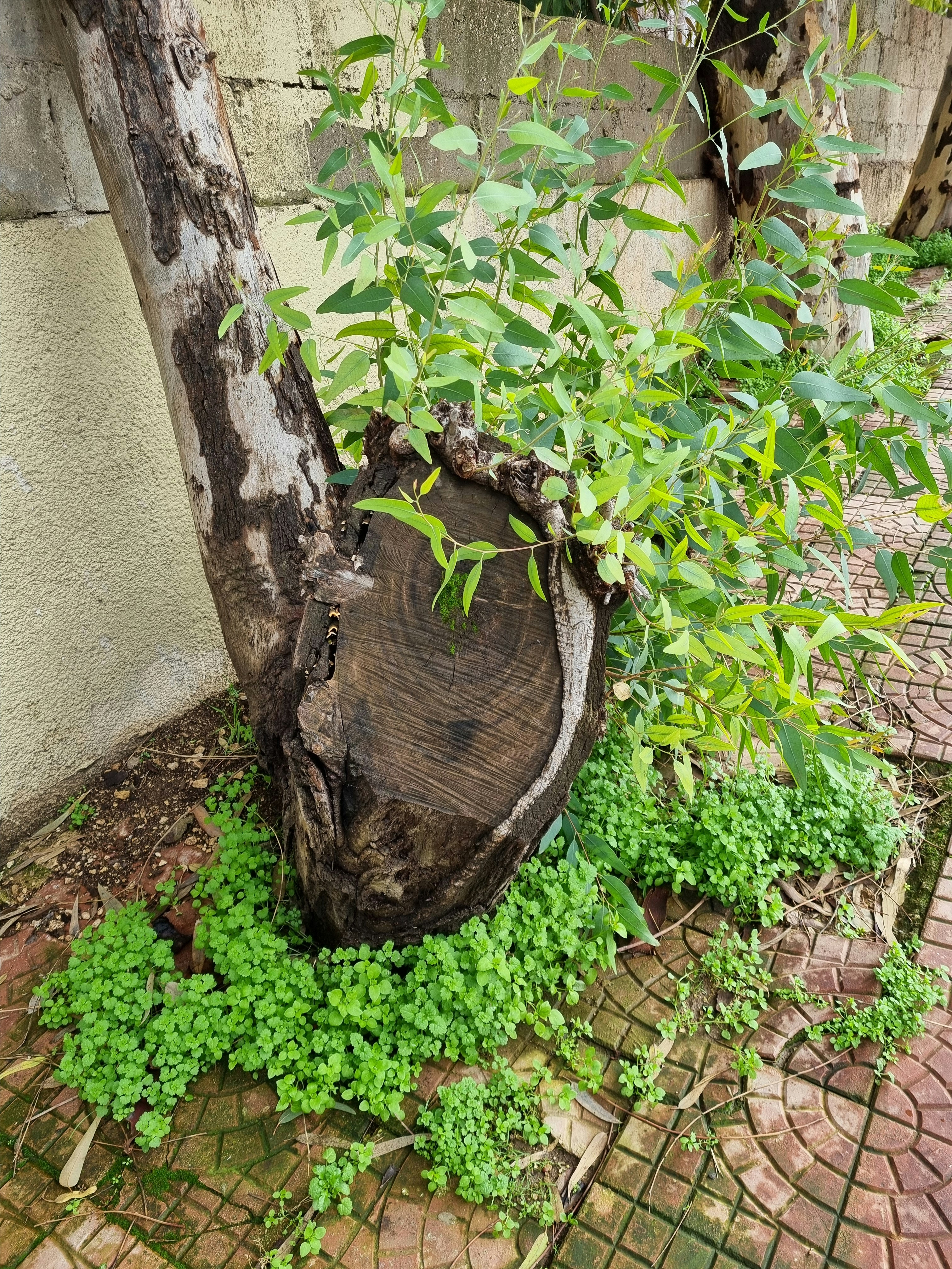 The Stump's Quiet Embrace: Green Shoots Surround Weathered Wood