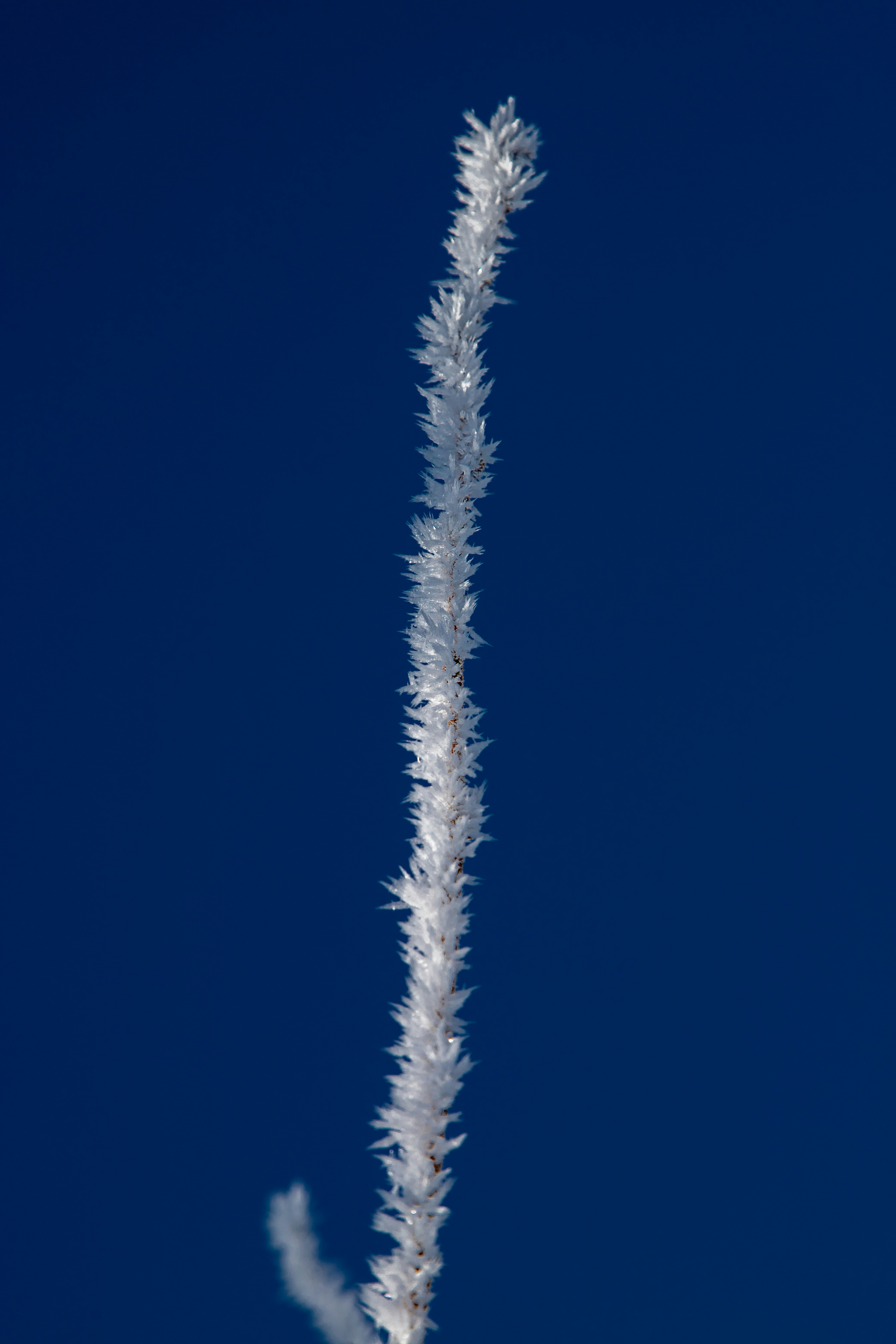 Frost-Thread Reaching Toward Indigo Silence